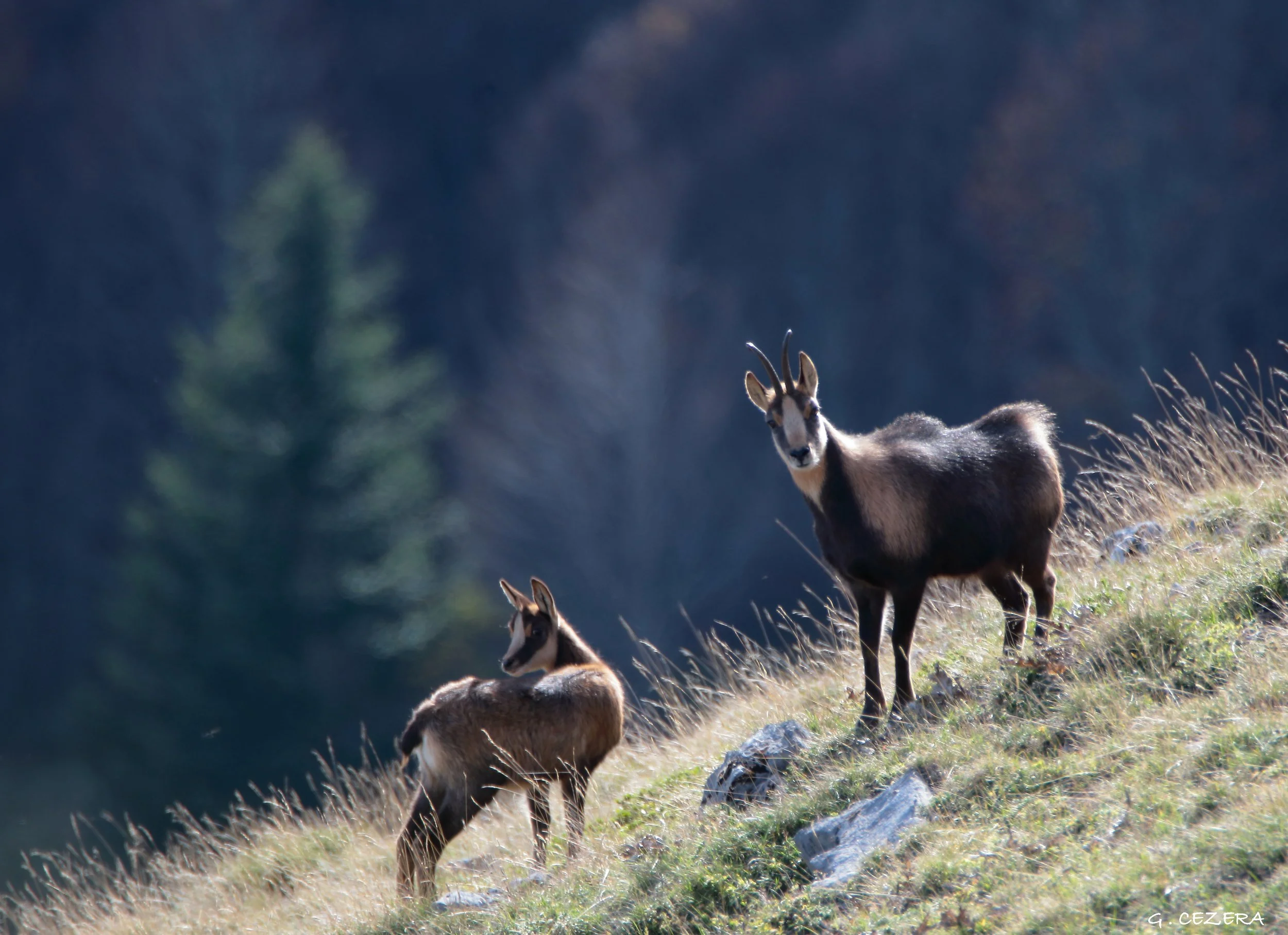 Grands isards en bivouac dans les Pyrénées — KODIAK