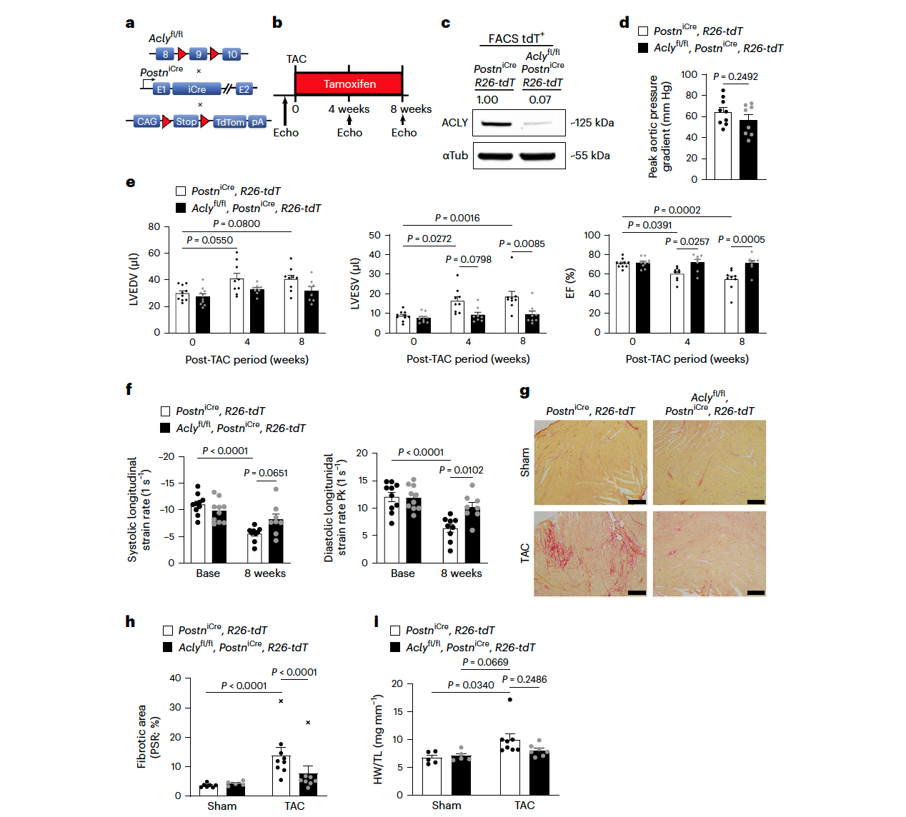 PUBLICATIONS & PRESS — Elrod Lab of Molecular Medicine