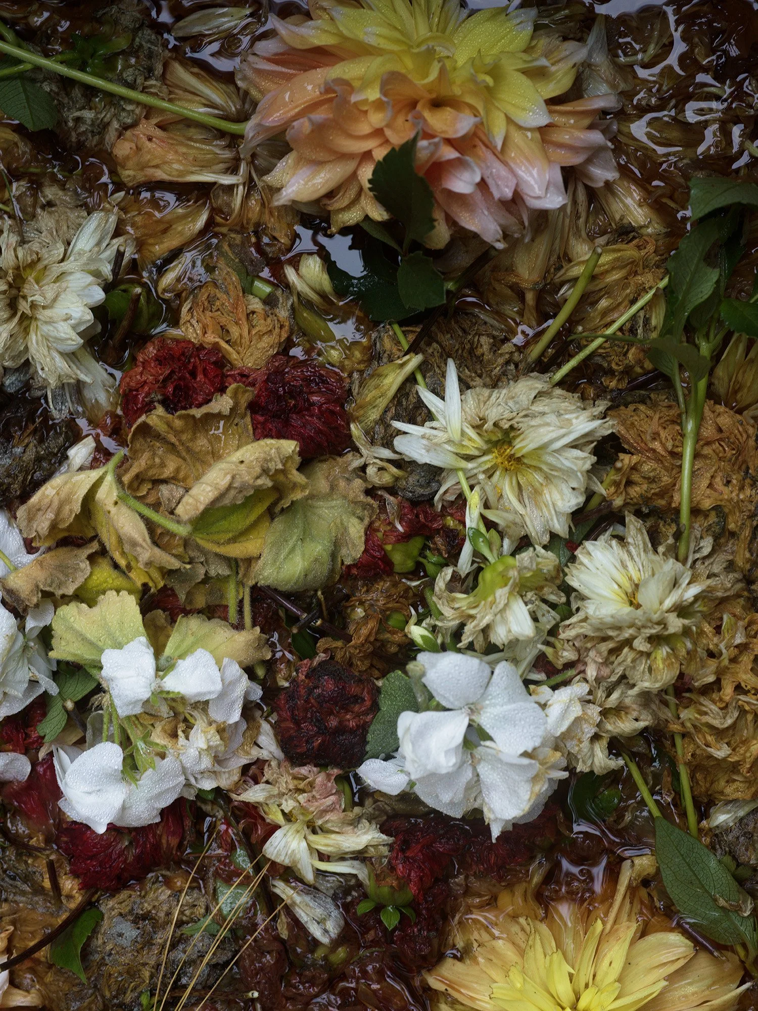 this is pleasure — LYDIA PANAS