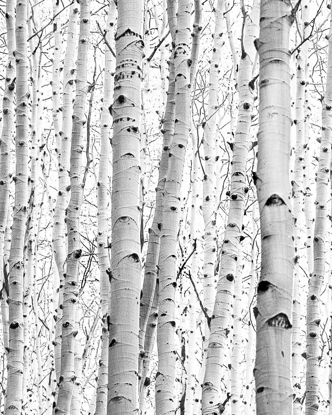 TELLURIDE ART WALK — Telluride Arts District