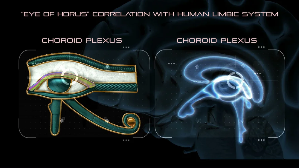 Eye of Horus and the Brain - New Discoveries — Magical Egypt