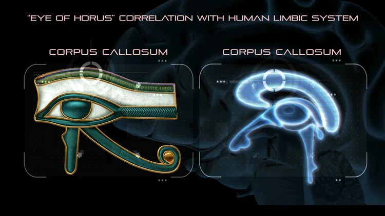 Eye of Horus and the Brain - New Discoveries — Magical Egypt