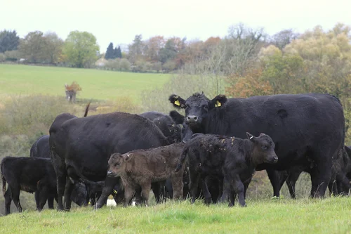 The Breed — British Wagyu Breeders Association | British Wagyu Beef