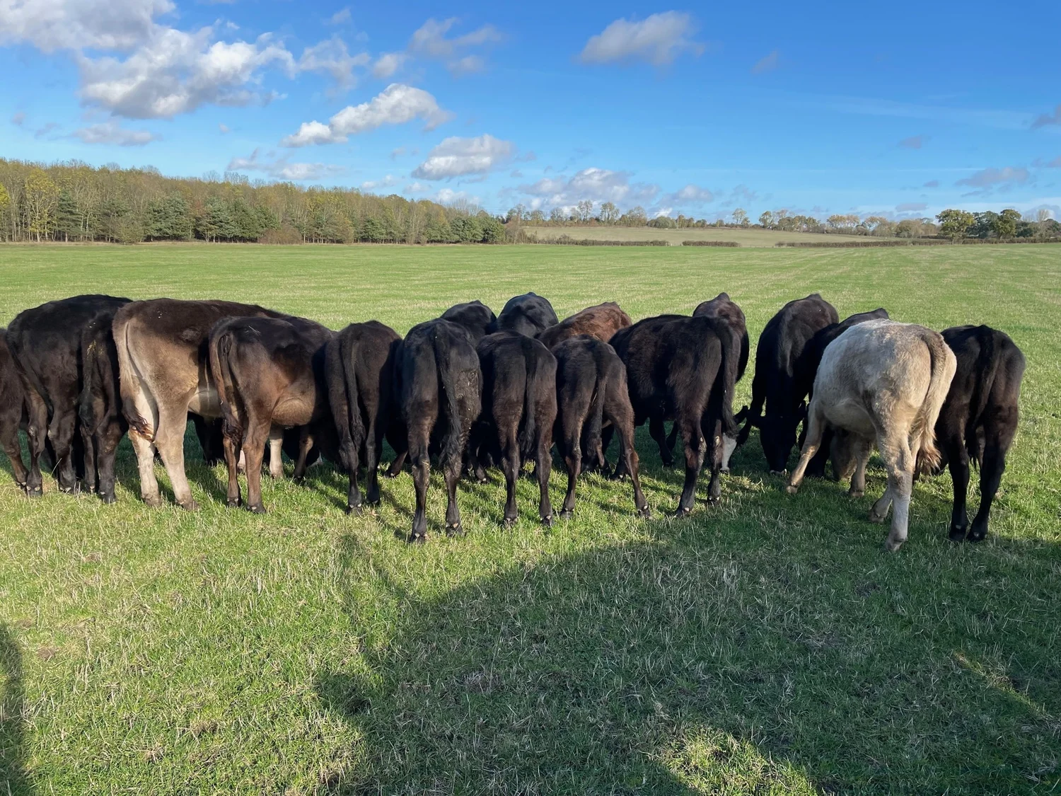 Rearing and Feeding — British Wagyu Association | British Wagyu Beef