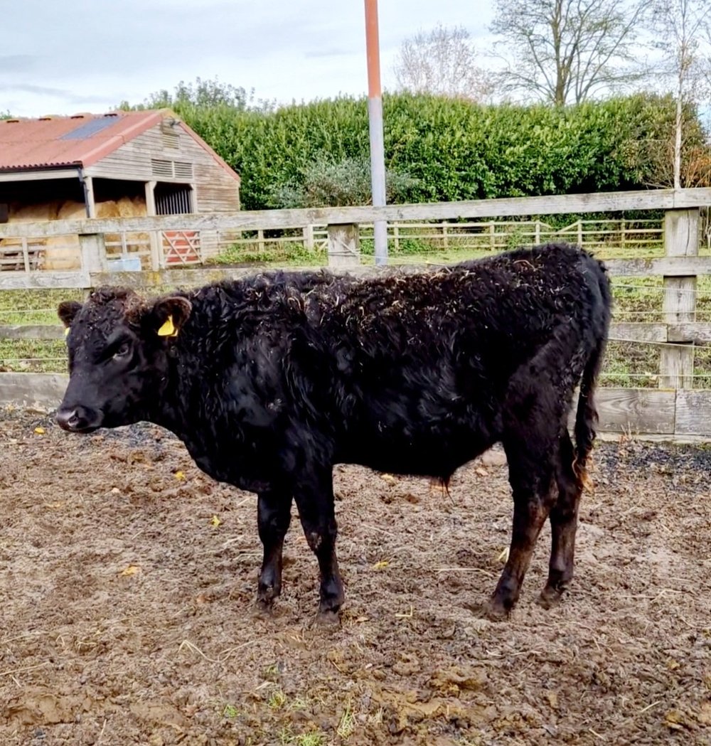 For Sale — British Wagyu Breeders Association | British Wagyu Beef