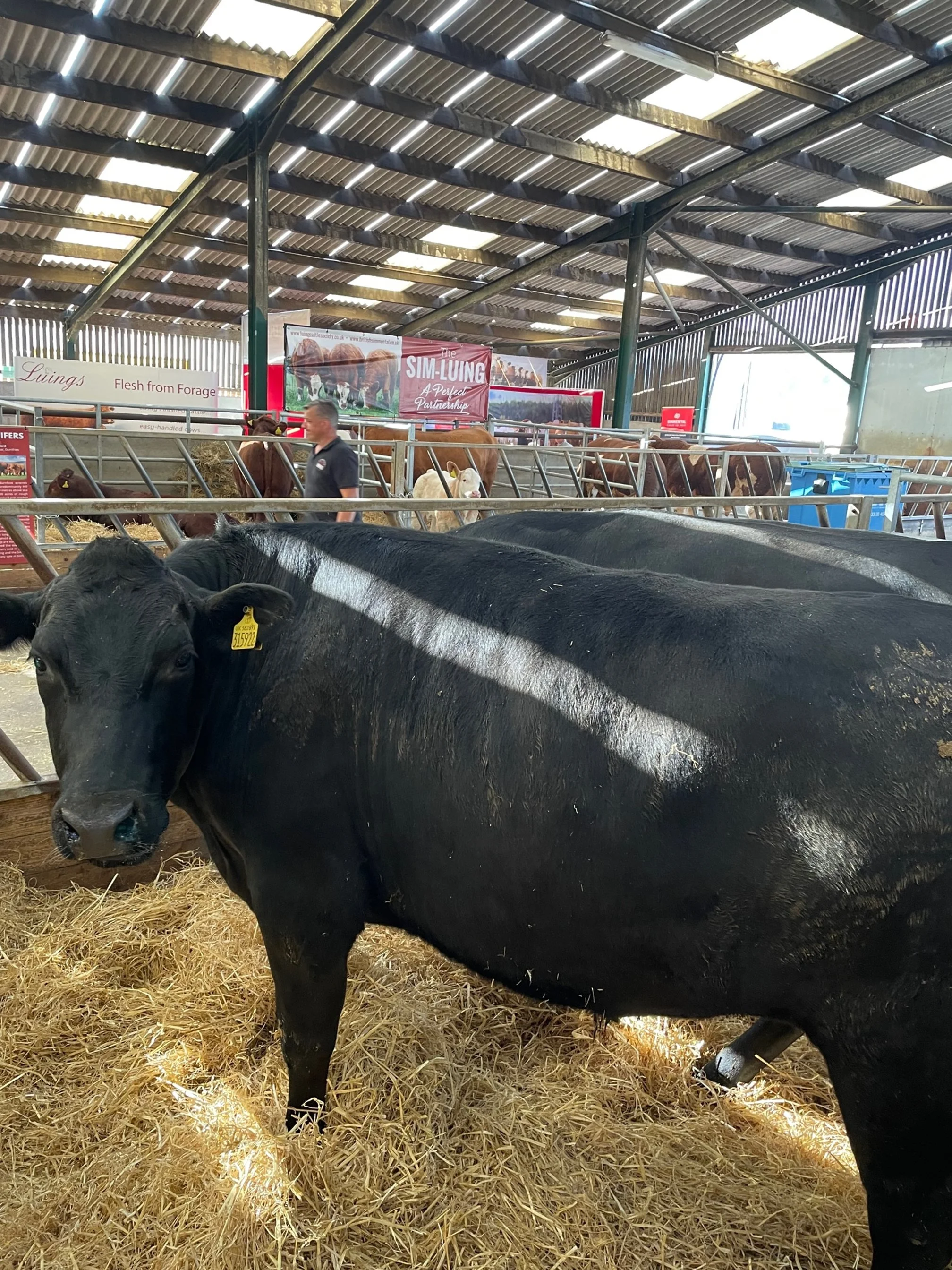 WAGYU 'FIRST' AT SCOTLAND'S BEEF EVENT — British Wagyu Breeders ...