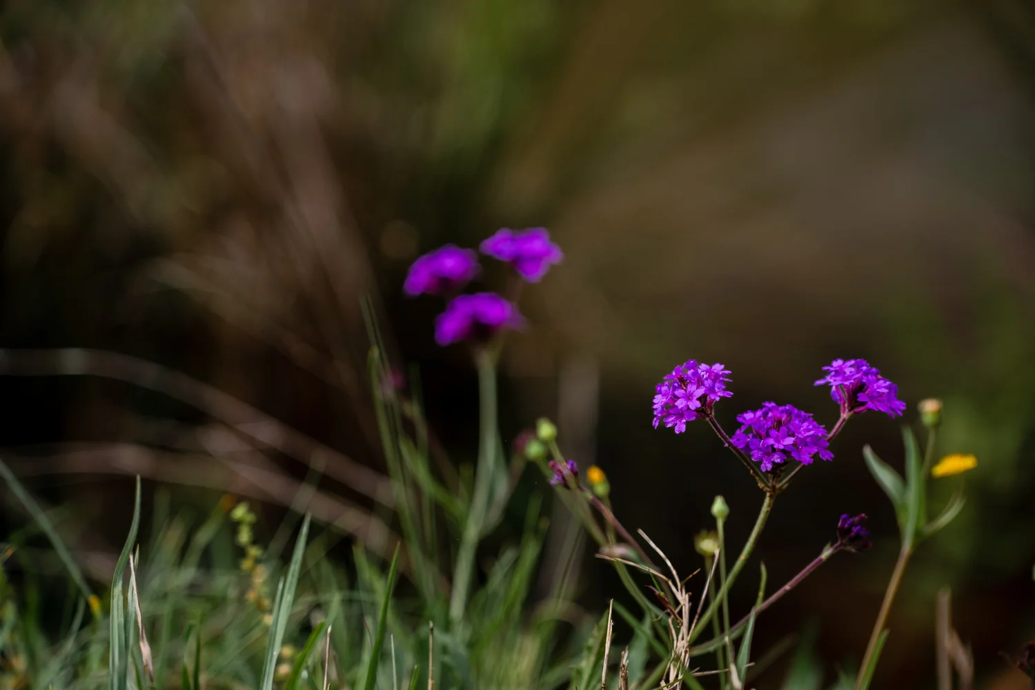 Thomas Farm Preserve | Watkinsville's 100-Acre Public Park — SPG