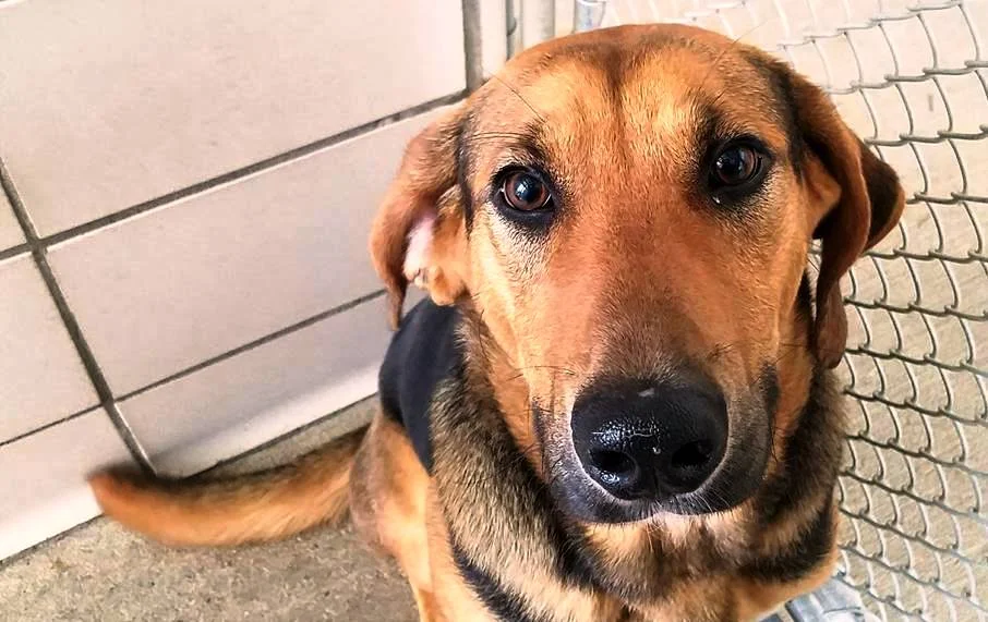 Real Dog Rescue, Inc.