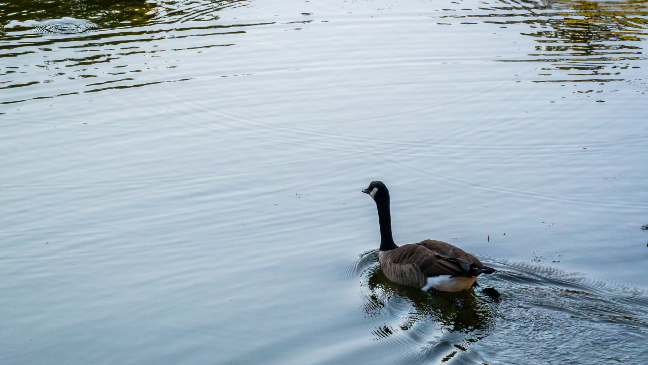 Announcements Late April — Colorado Watershed Assembly