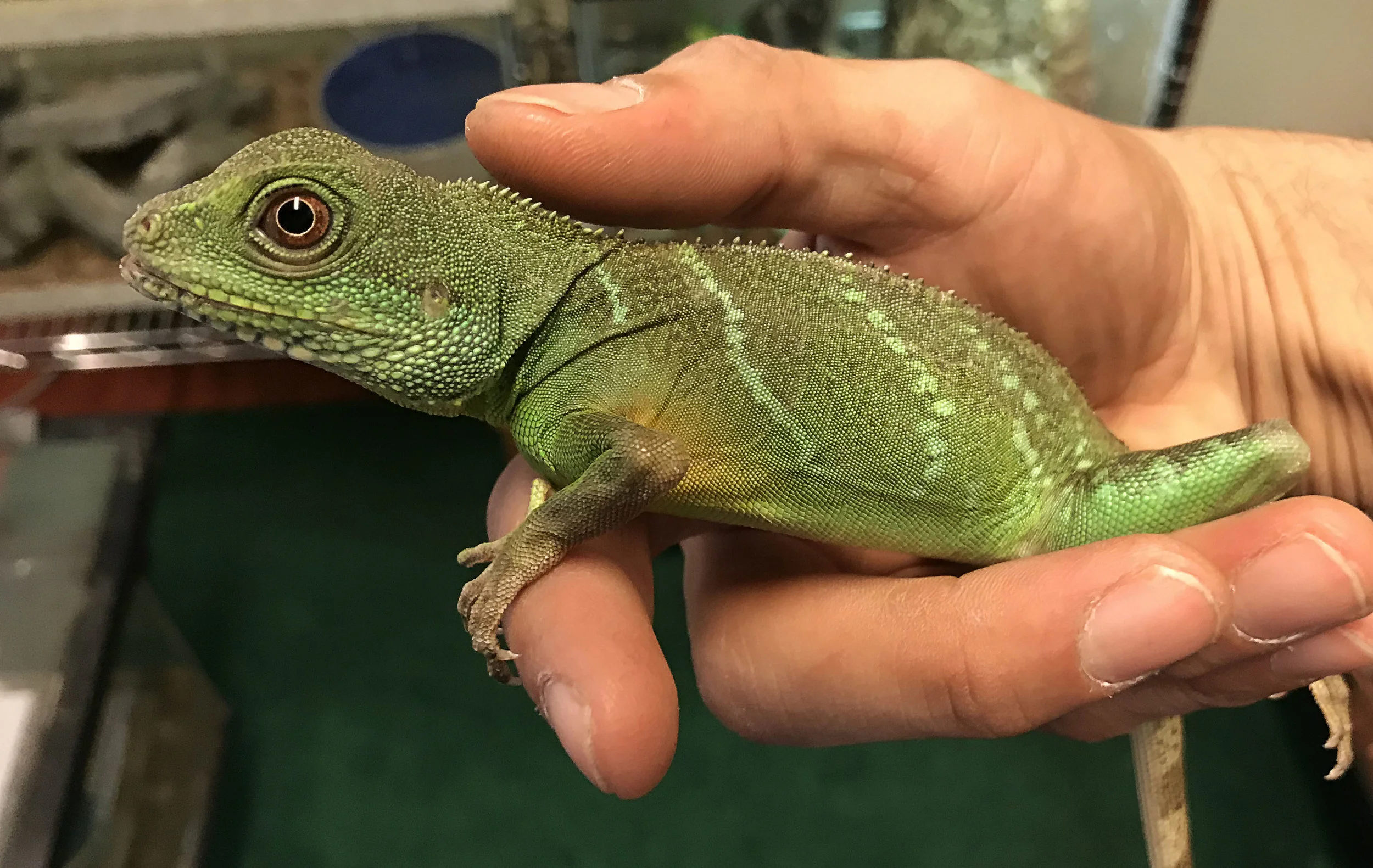 Animal Ambassadors — Tree Frog Treks
