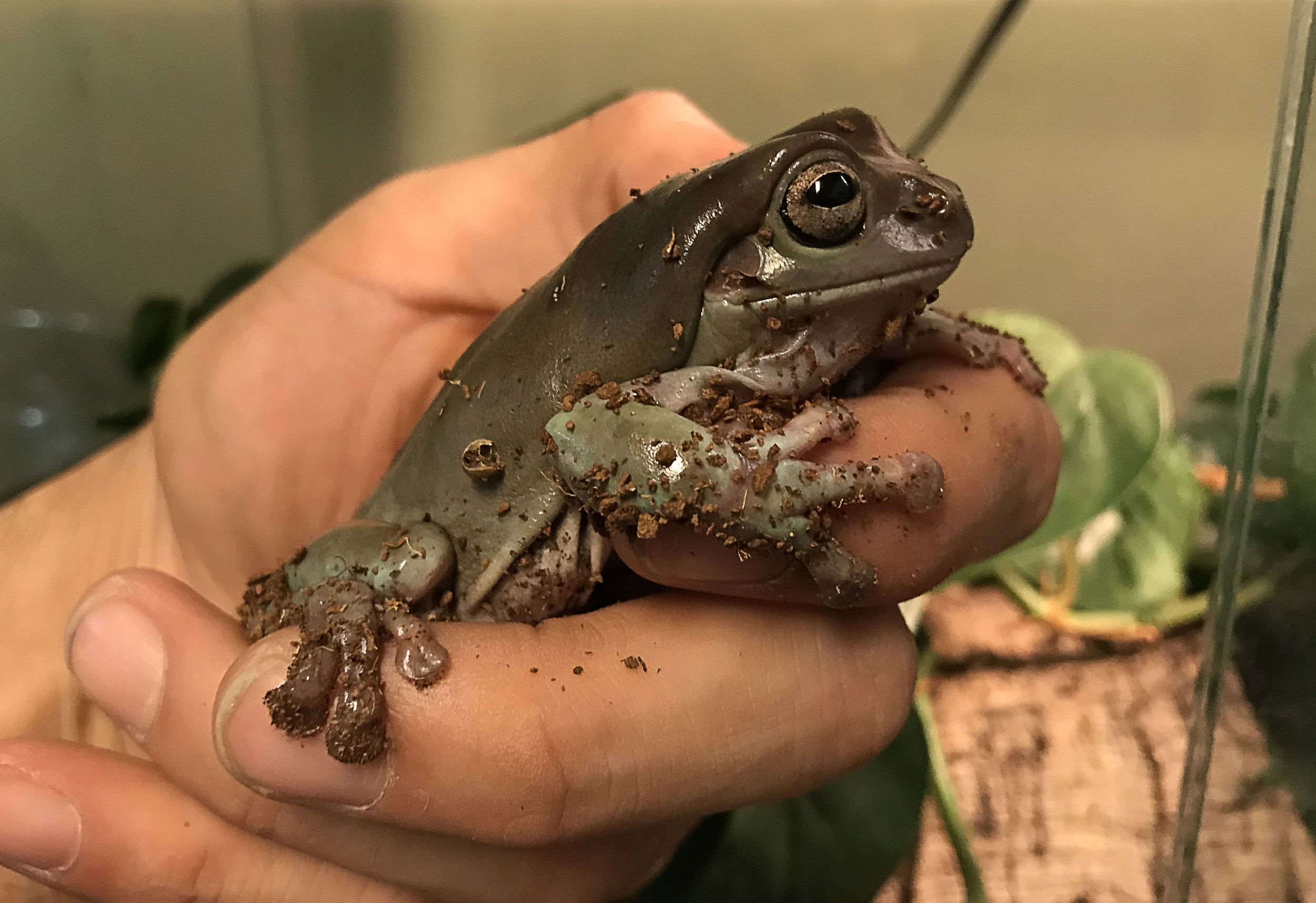 Animal Ambassadors — Tree Frog Treks