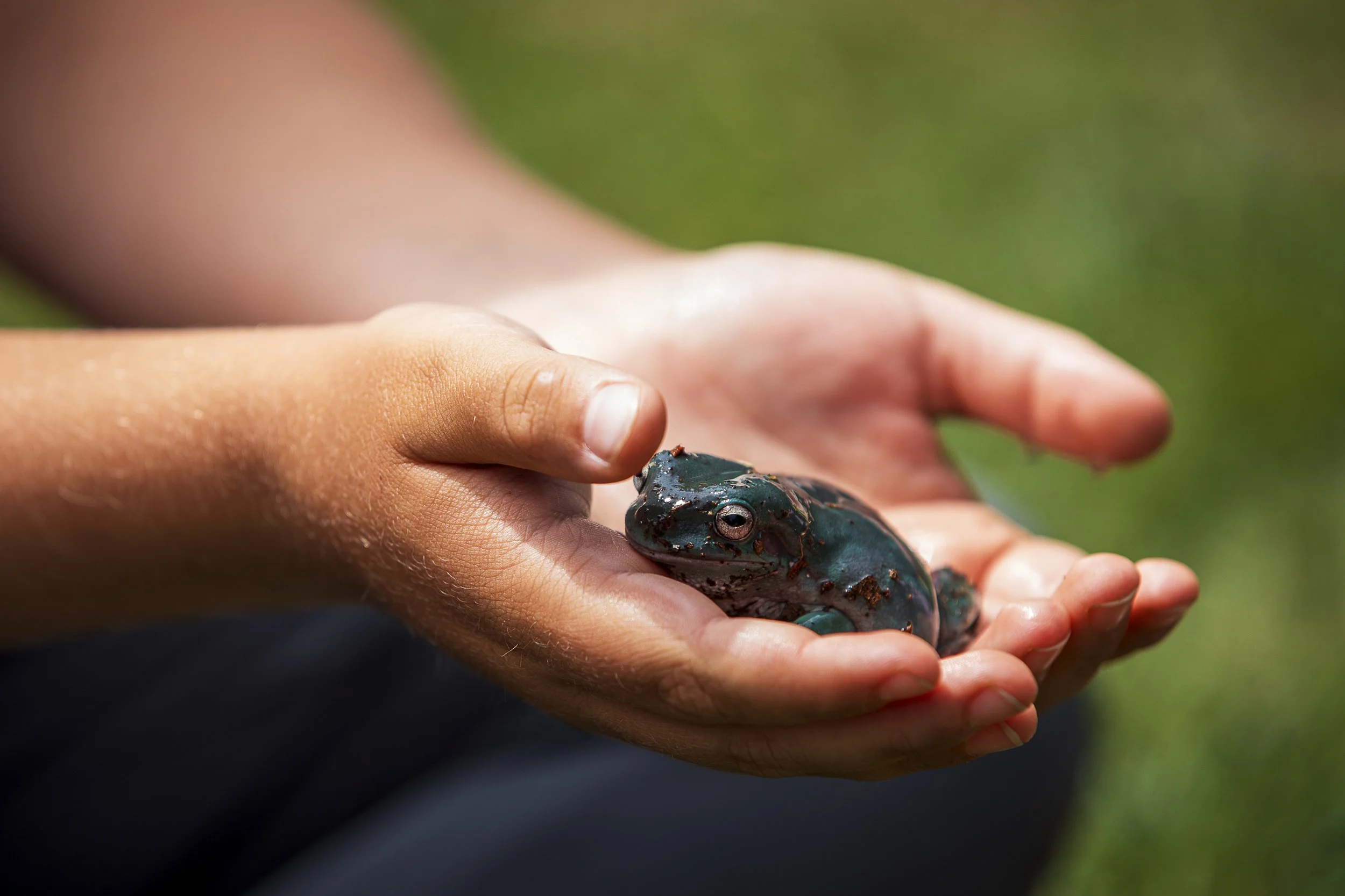 Our Programs — Tree Frog Treks