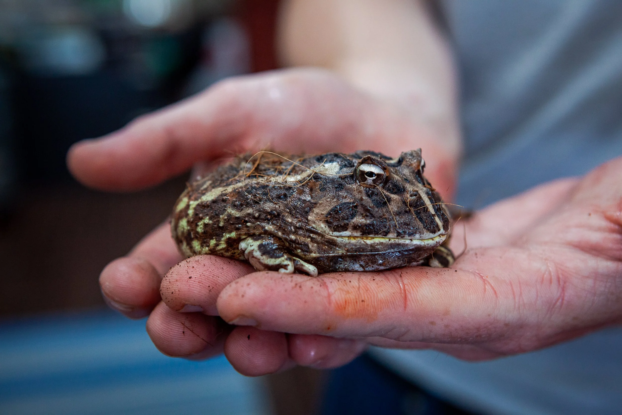 Animal Ambassadors — Tree Frog Treks