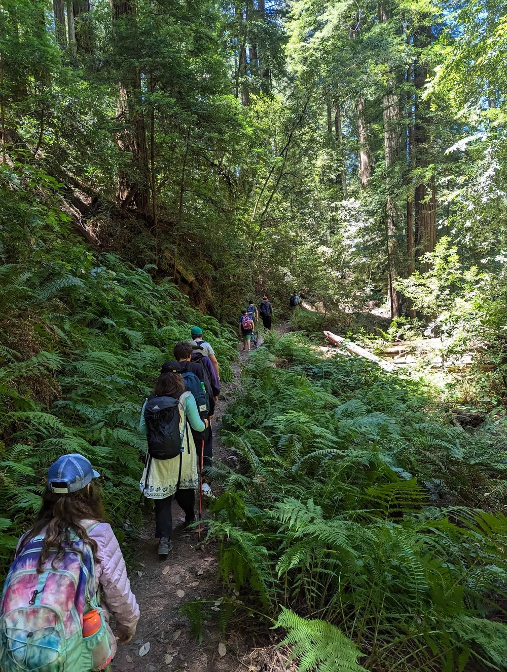 Green Teen Machine Camp — Tree Frog Treks