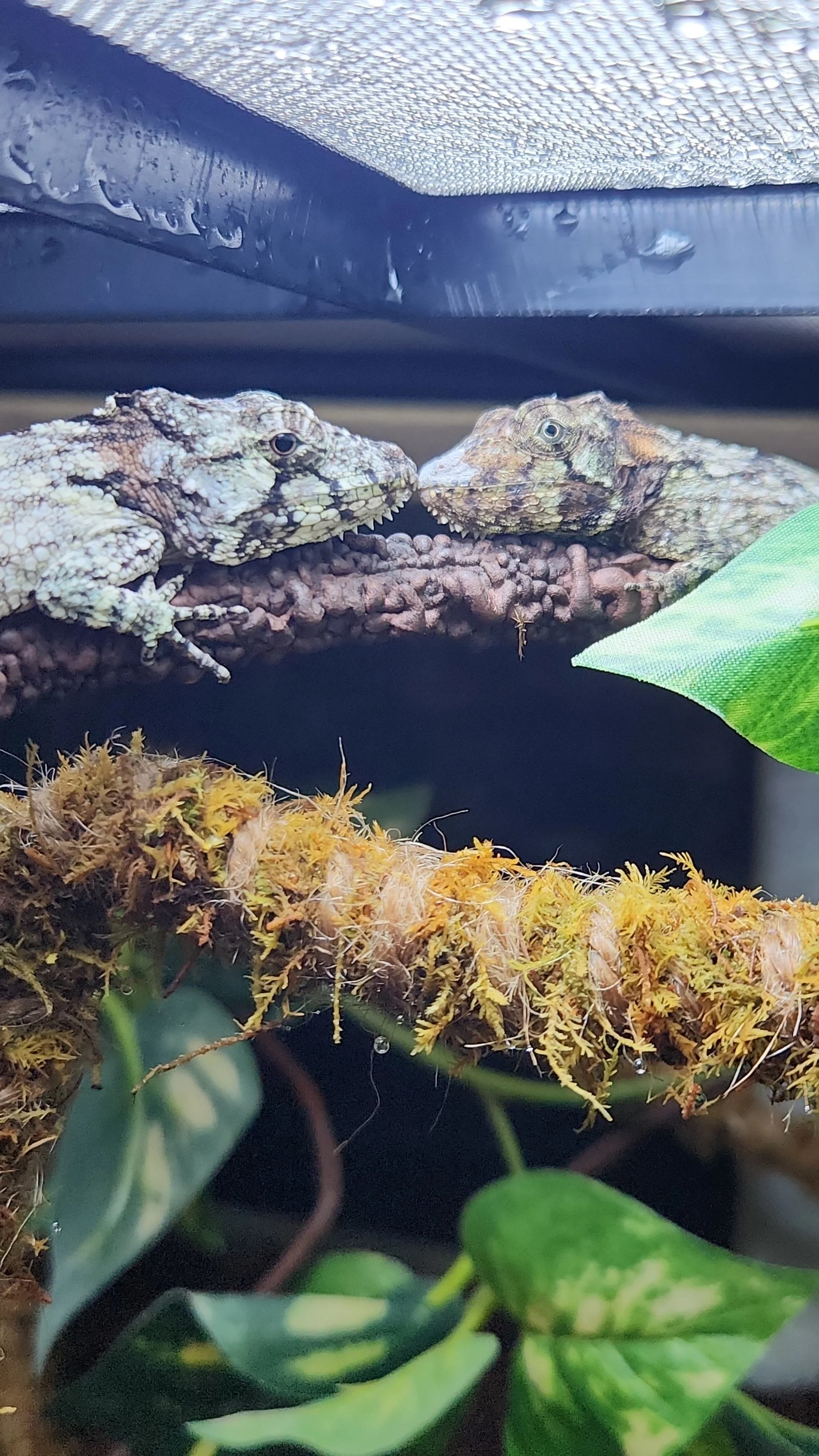 Adoptions — Tree Frog Treks