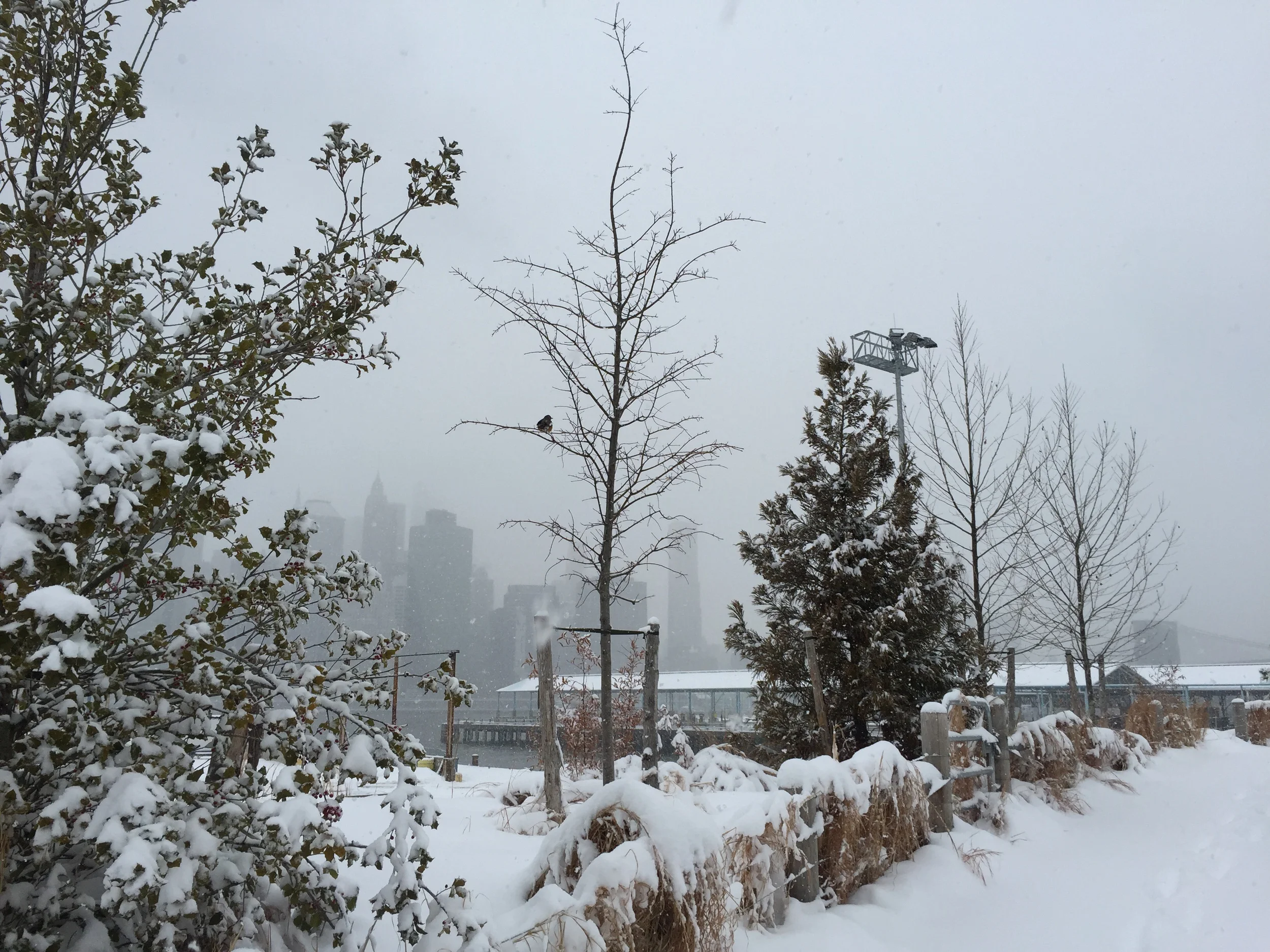 the dust of snow — THE LUPINE BLOG