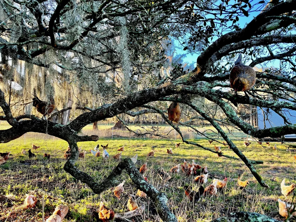 Our Food — Swallowtail Farm