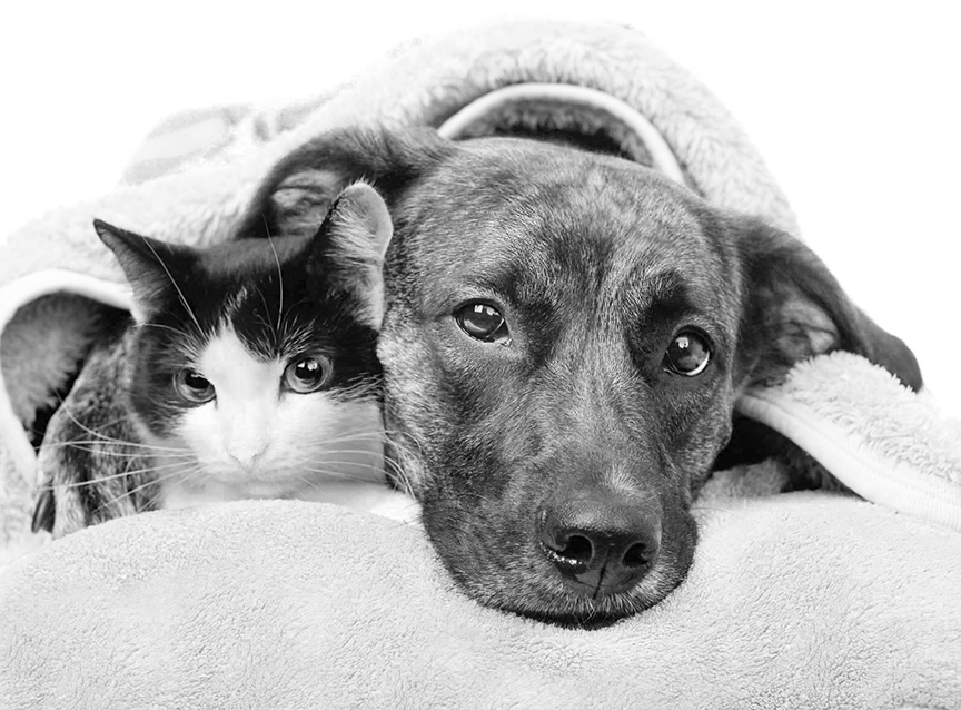 PROGRAMS — Frankie's Friends