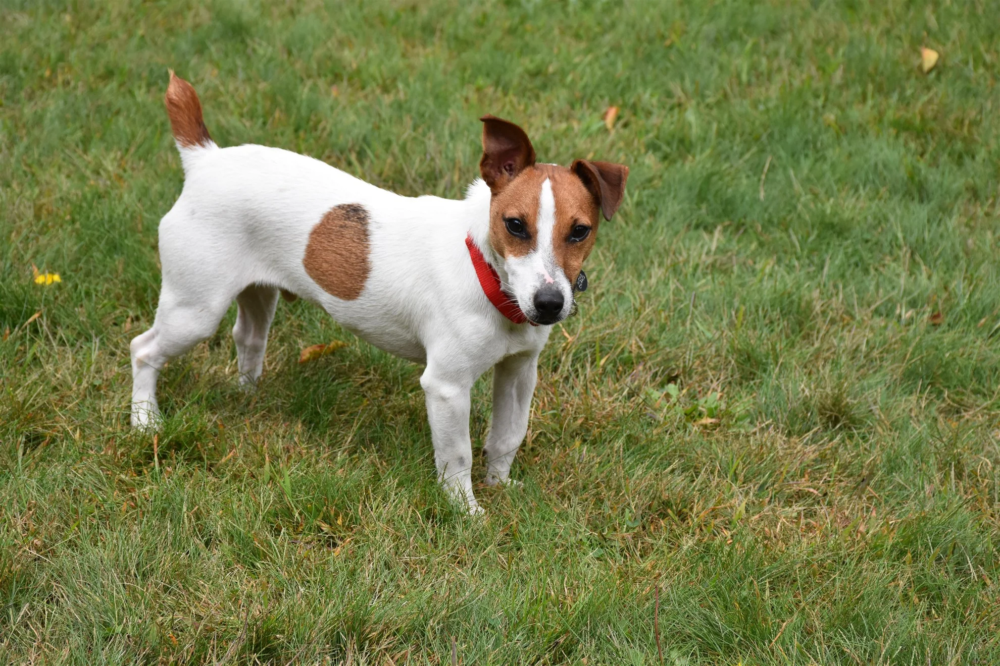 Thank You for Helping Us to Bring Colt Back to His Forever Home ...