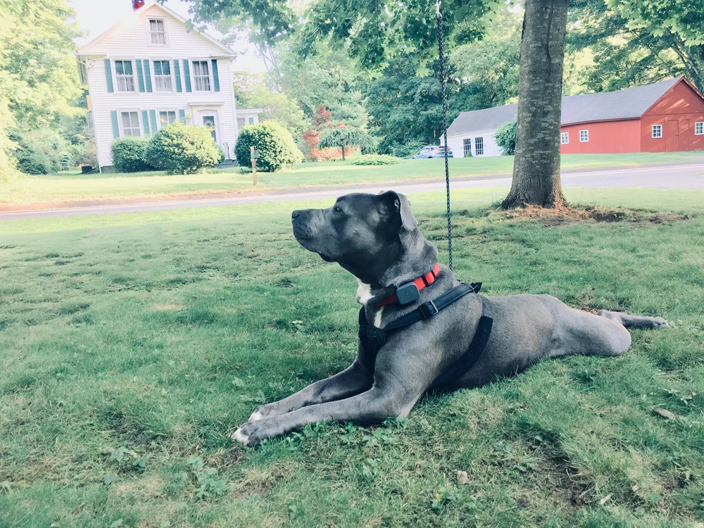 With Love for Helping King, He Means the World to Us — Frankie's Friends