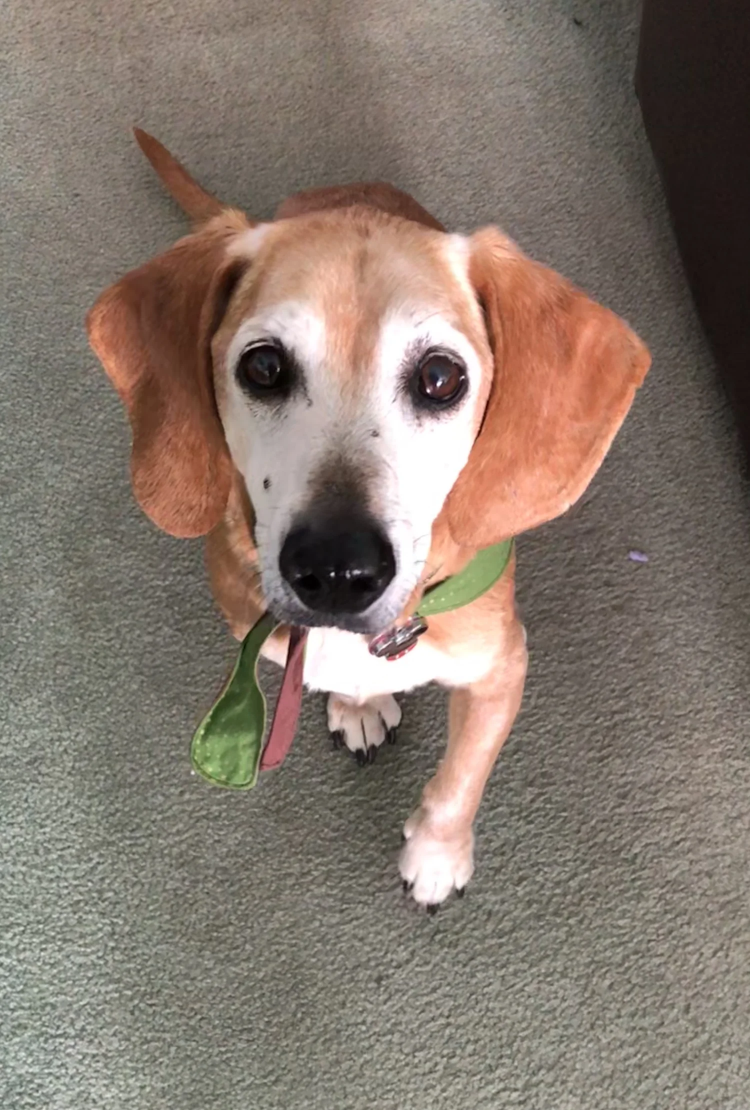Joshua Louis Animal Cancer Fund — Frankie's Friends
