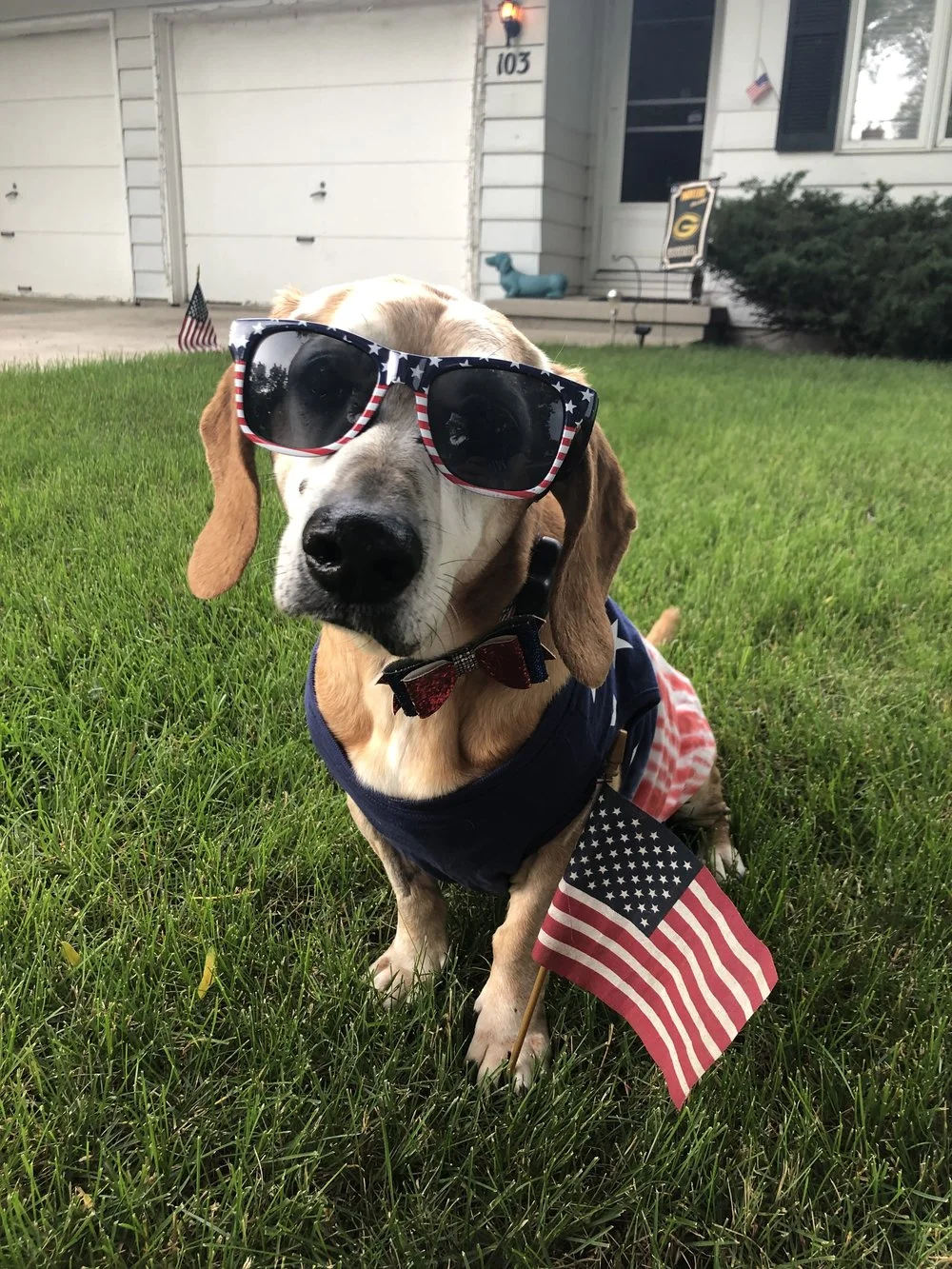 Joshua Louis Animal Cancer Fund — Frankie's Friends