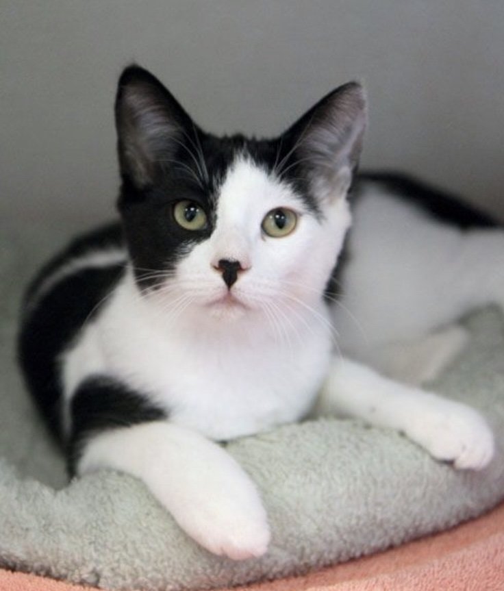 Thank you for the financial help for my cat Juliette. — Frankie's Friends