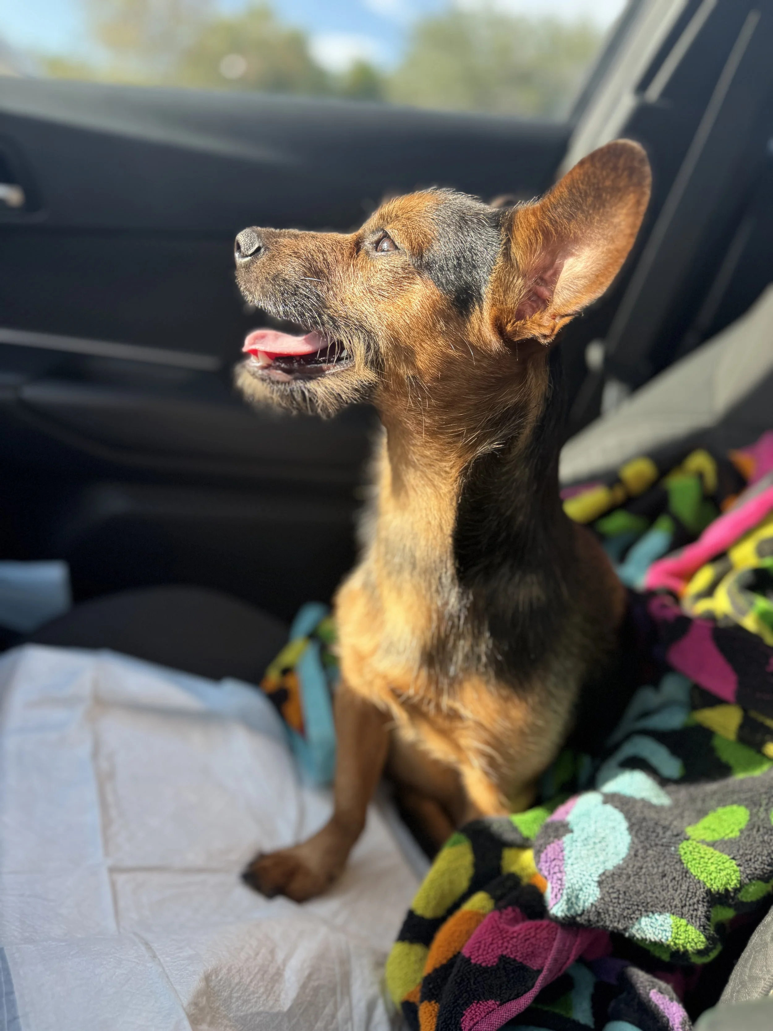 Thank you so much for helping Freddy! — Frankie's Friends