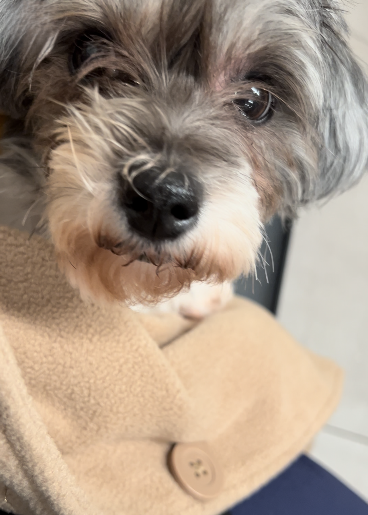 We truly appreciate you for saving our Bailey's life — Frankie's Friends