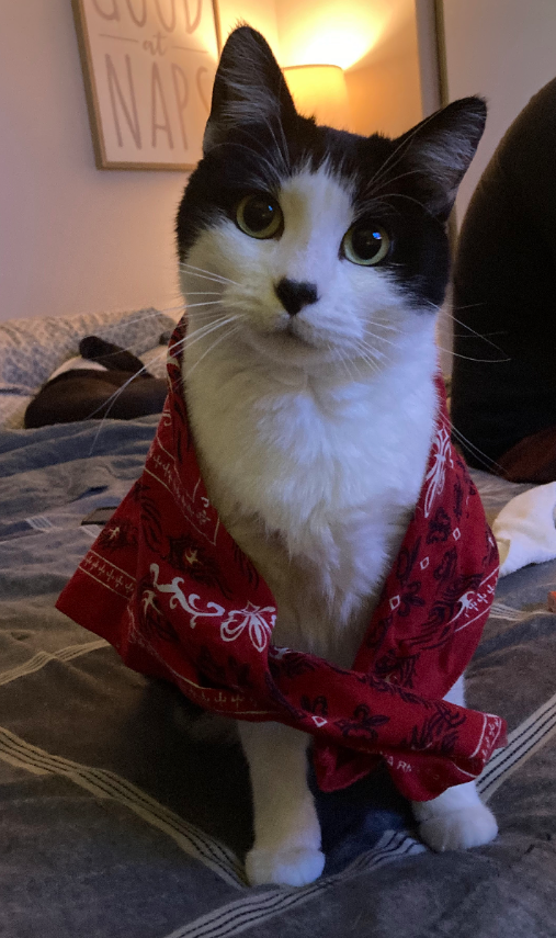 Thank you for helping Demi. She is my first cat and I can't imagine ...