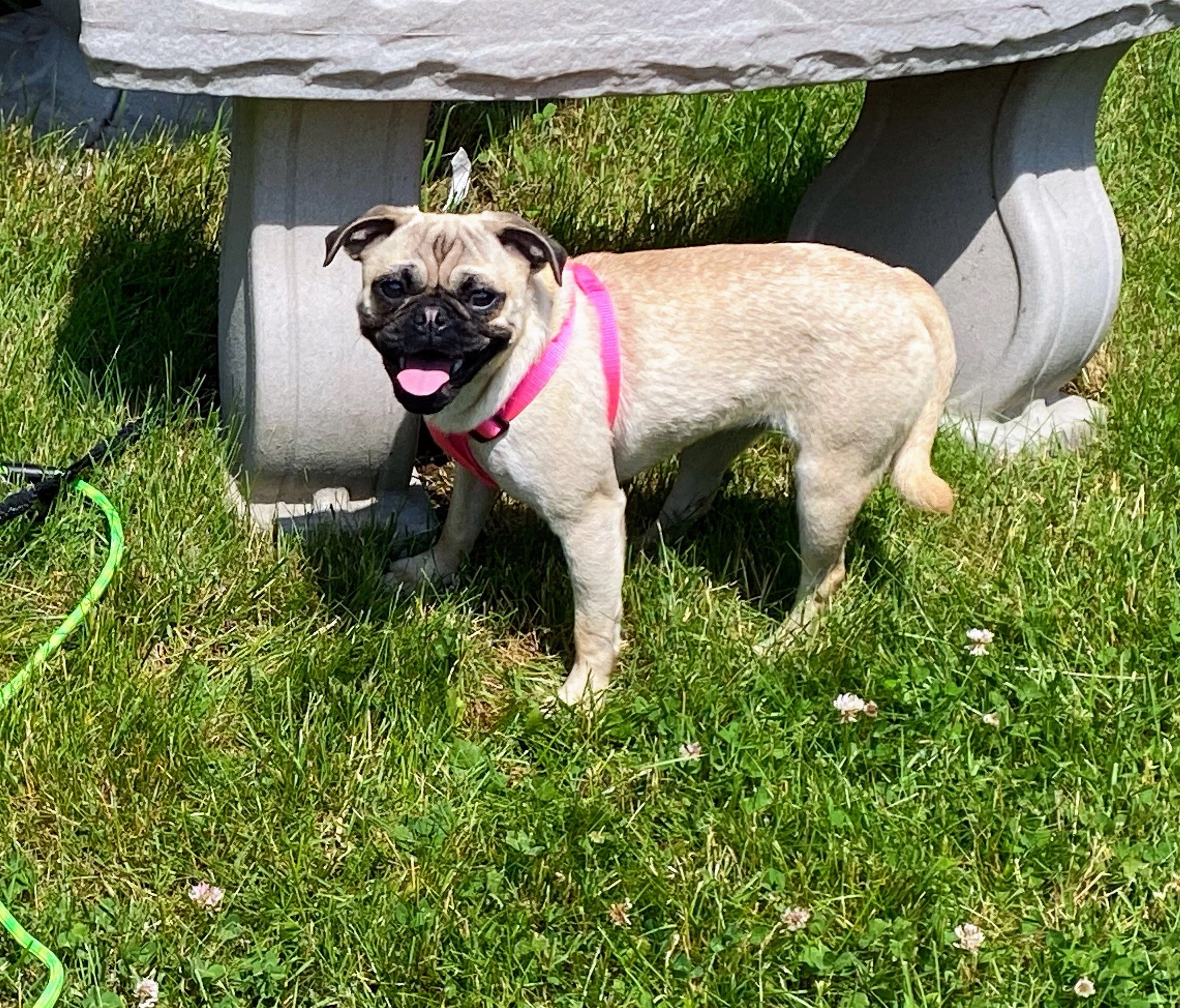 Thank you again for saving our family pet Echo! — Frankie's Friends