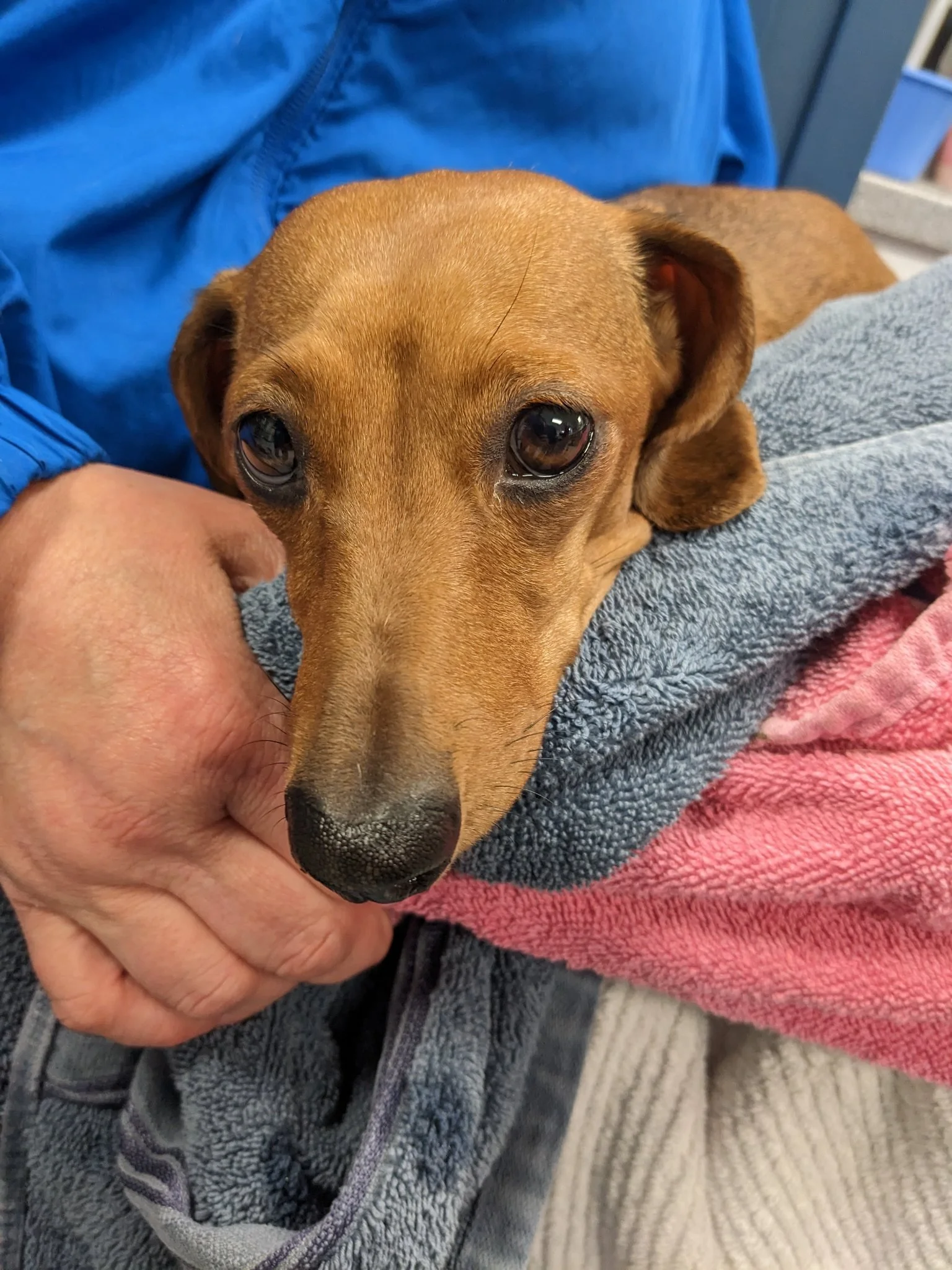 Best Friends of Frankie’S — Frankie's Friends