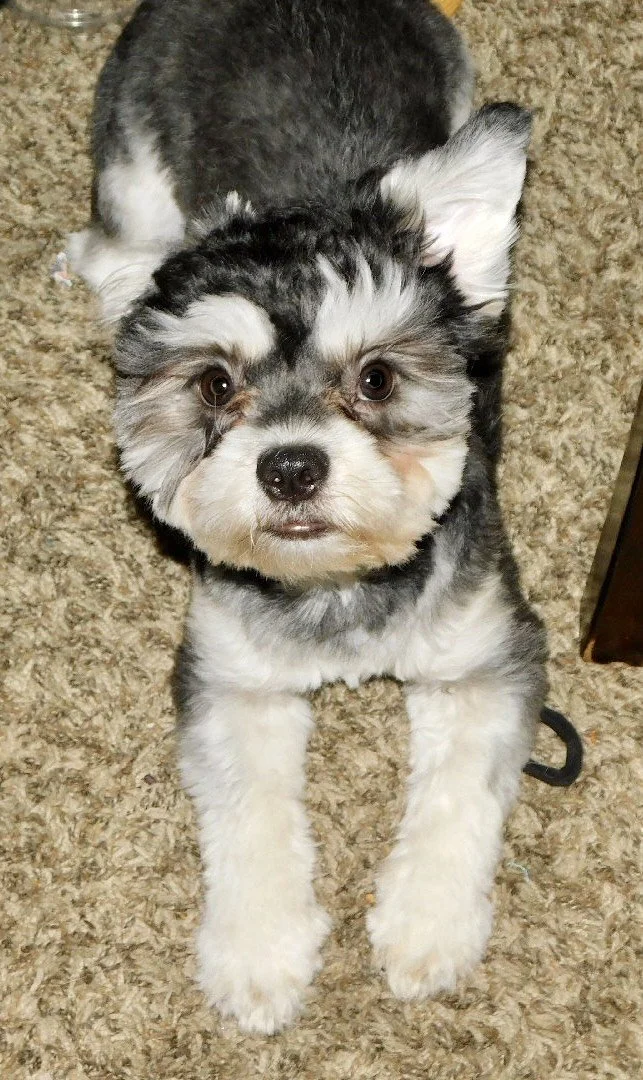 Thank you for helping Mushu in his time of need! — Frankie's Friends