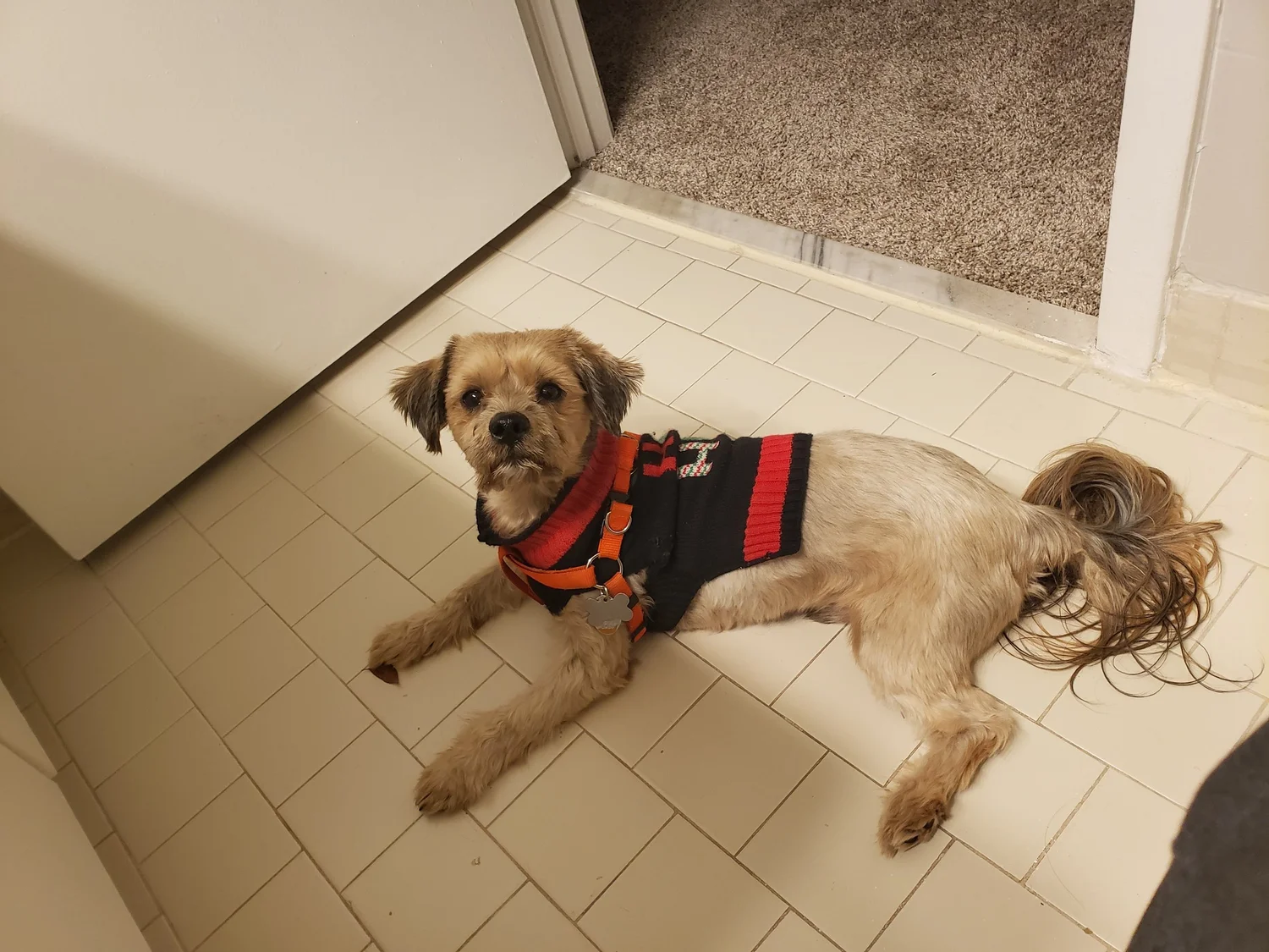 Cookie is a beloved member of my family. — Frankie's Friends