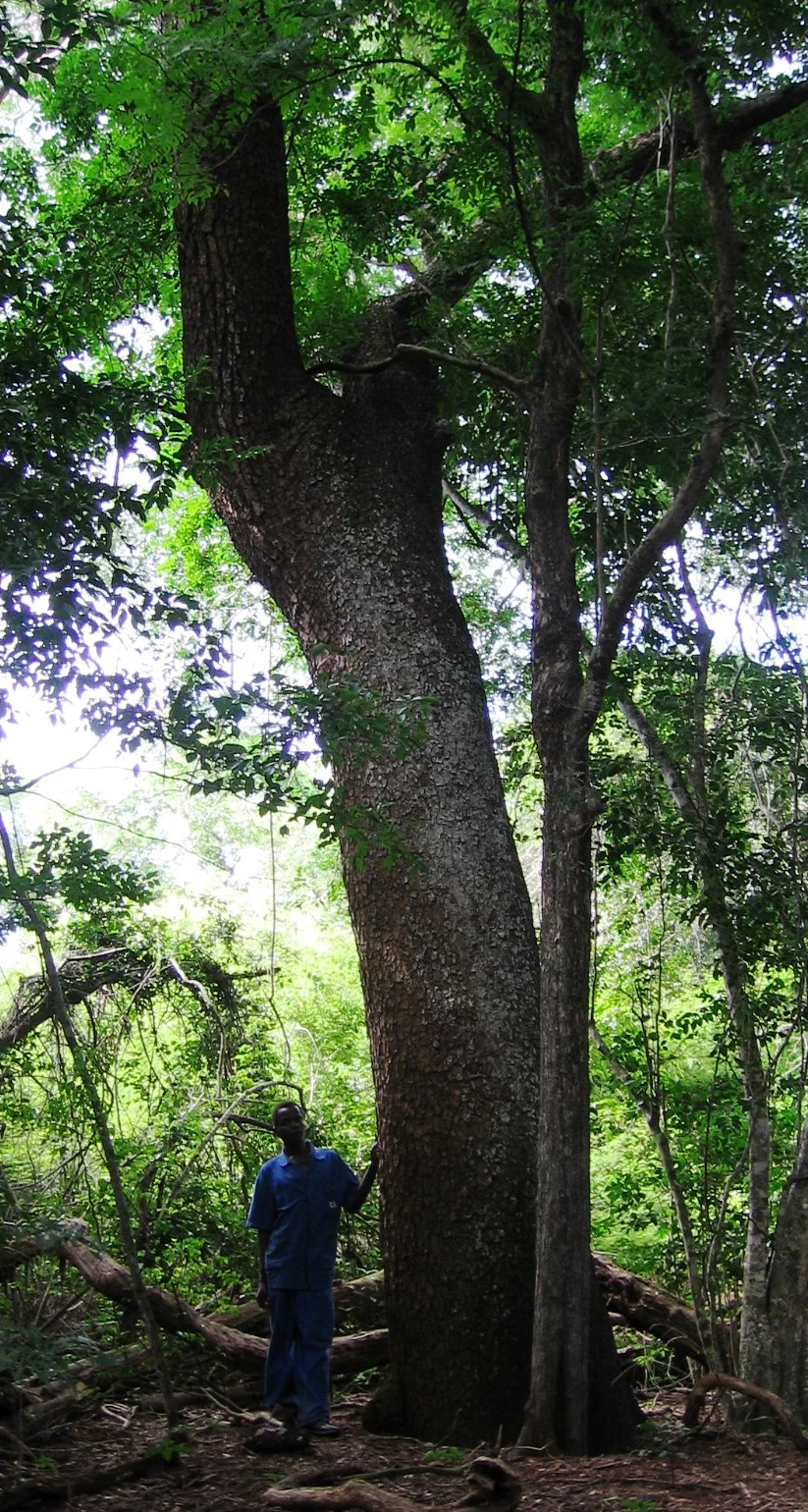 Wild Mango — Dalmann UK