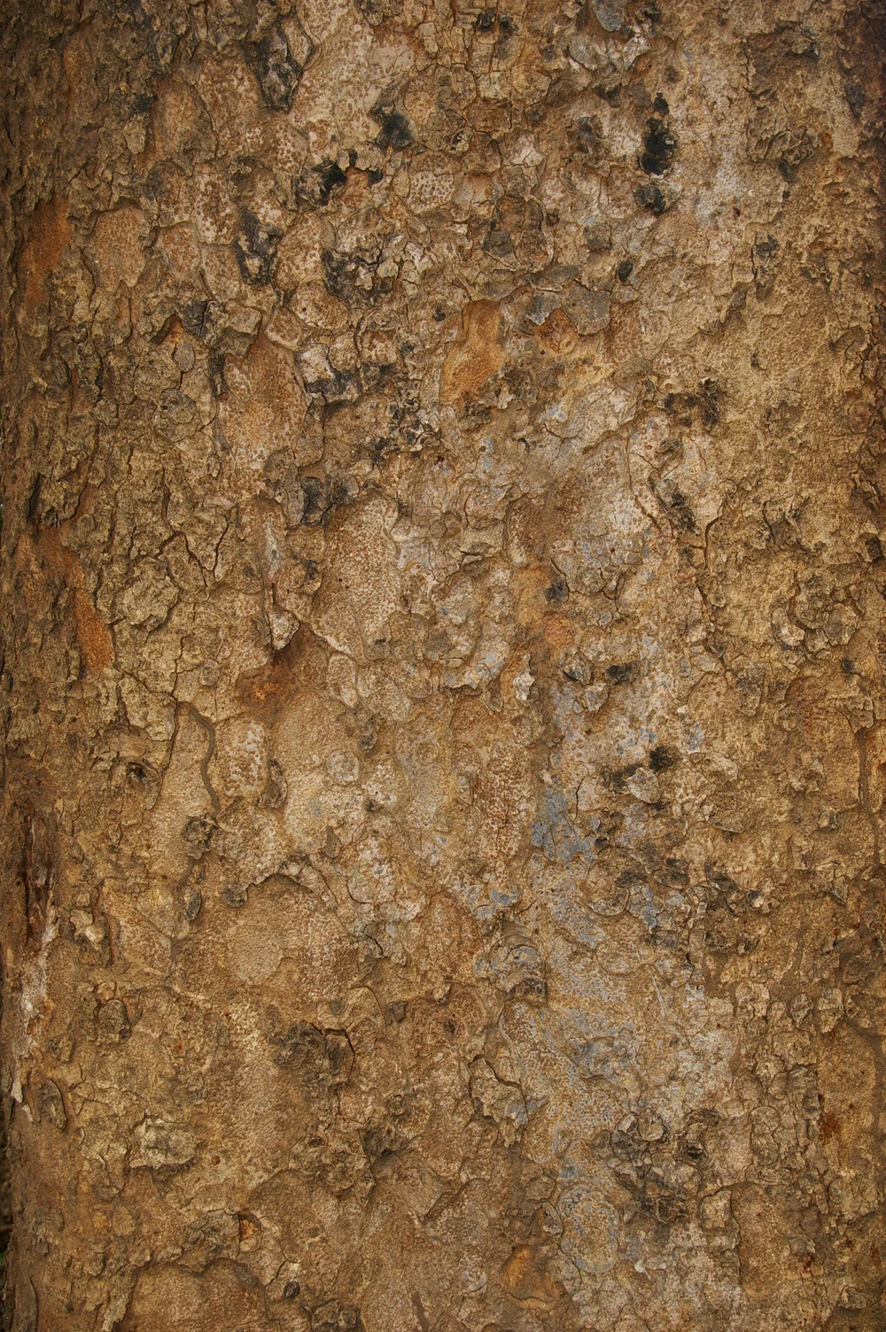 Chanfuta, Pod Mahogany, spindle, turning blank, bowl blank, musical ...