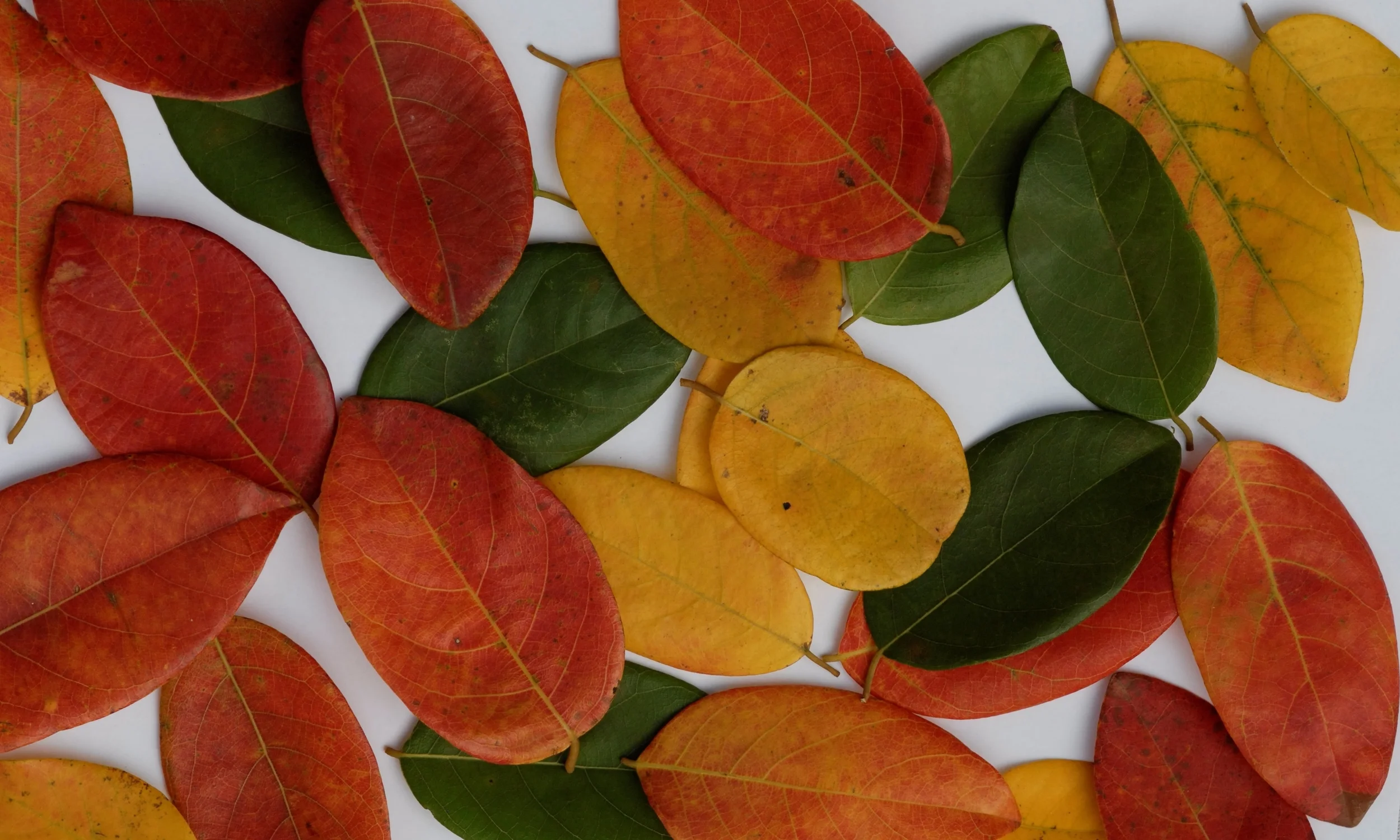 Brown Ivory — Dalmann UK