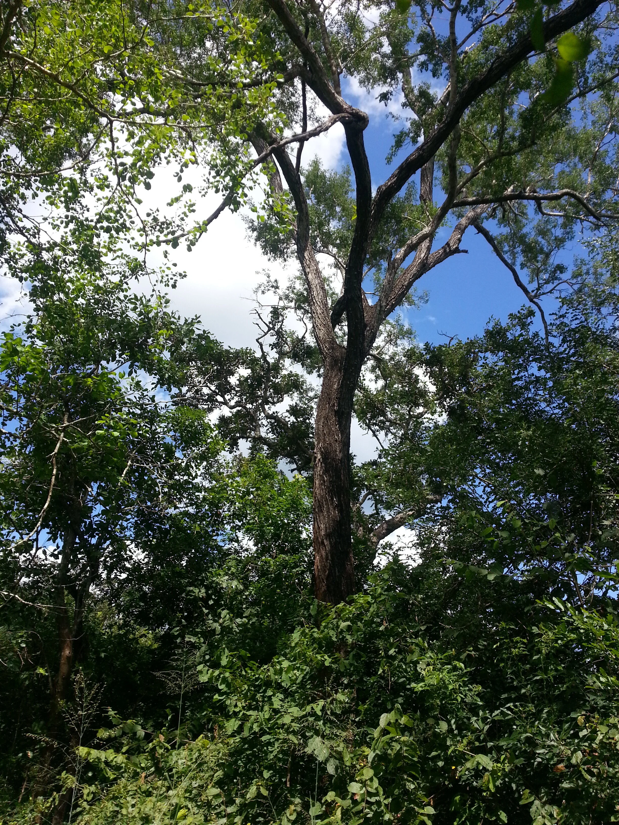 Knob Thorn — Dalmann UK