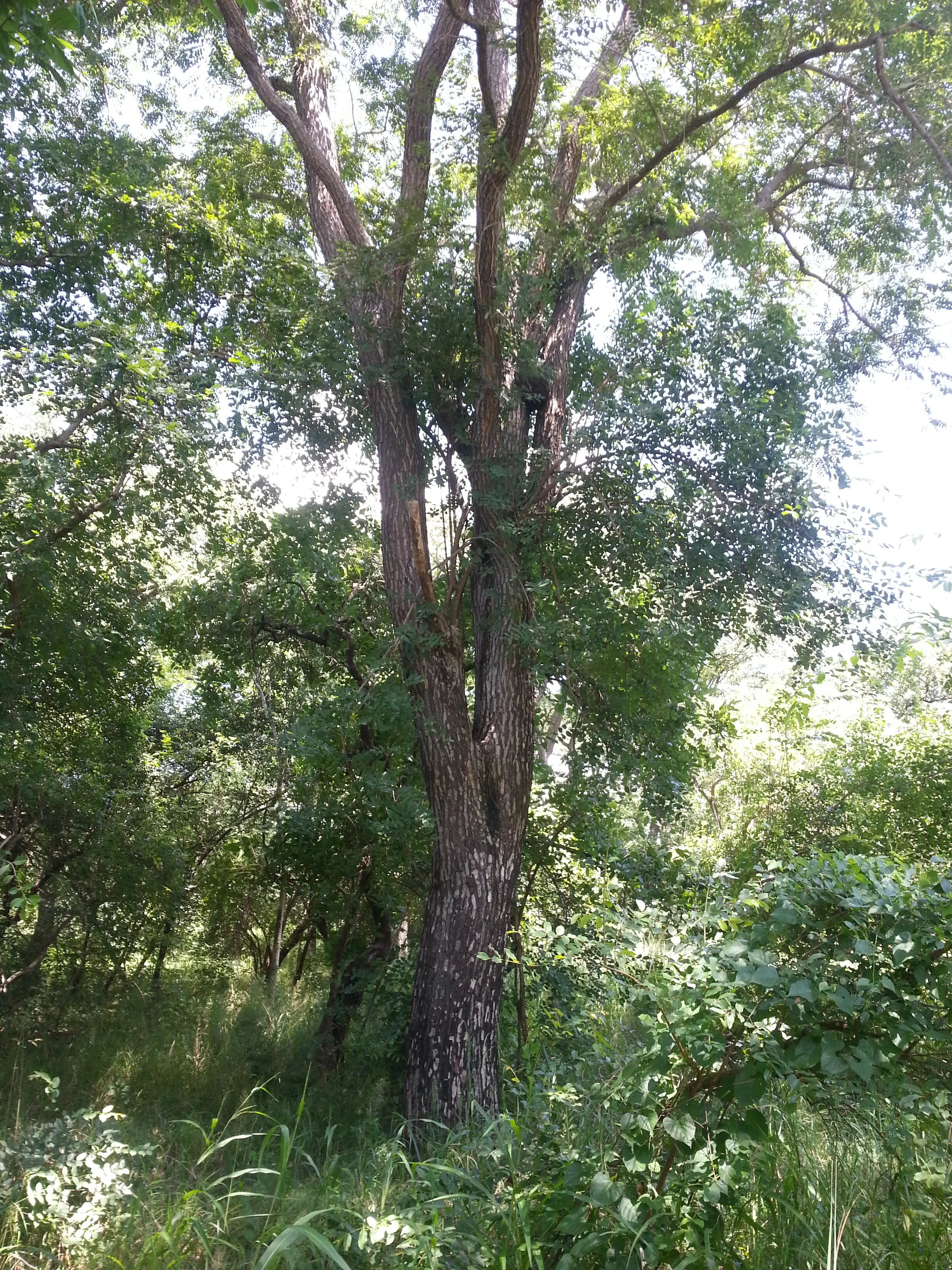 Umbilo — Dalmann UK