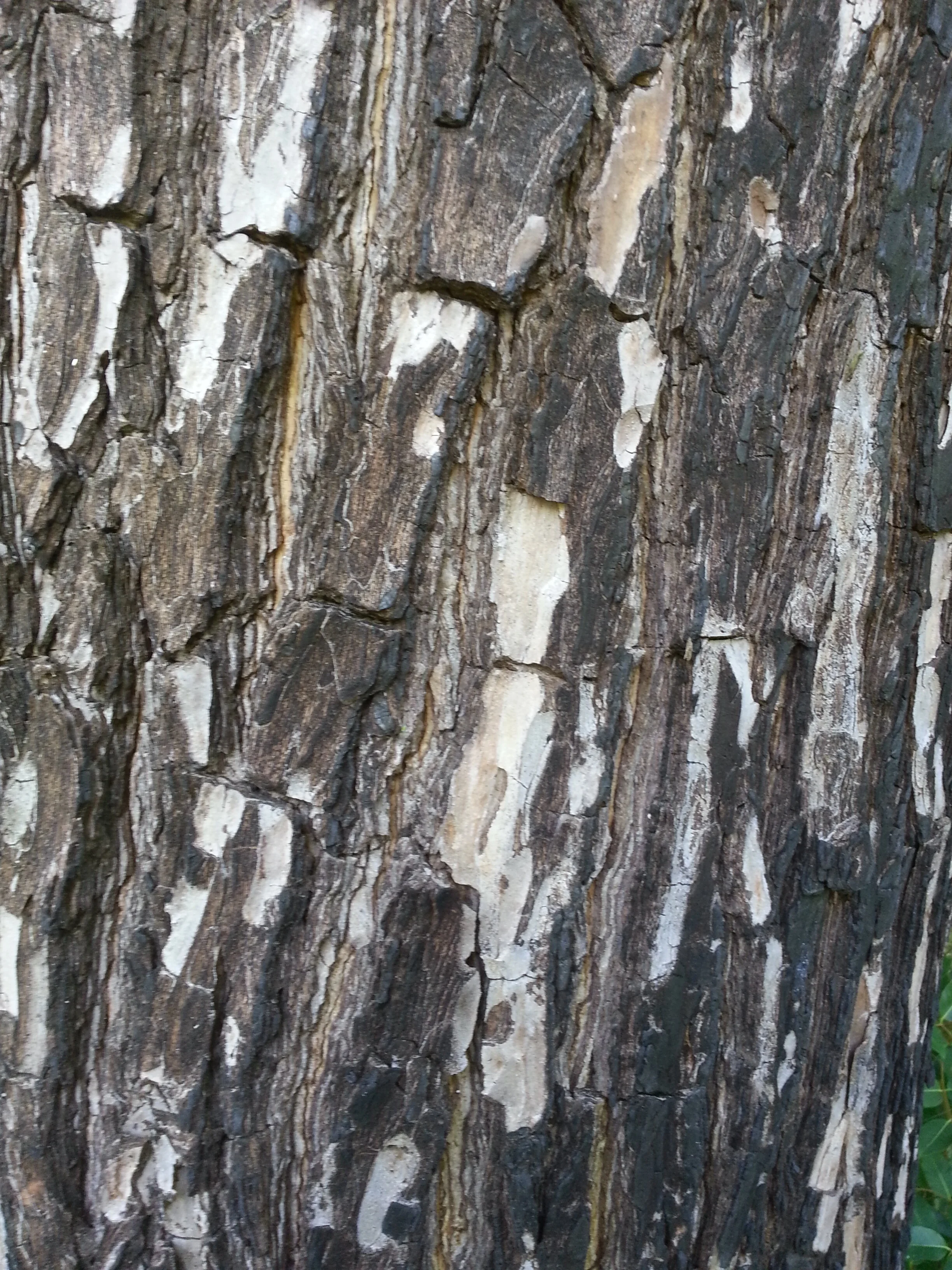 Umbilo — Dalmann UK