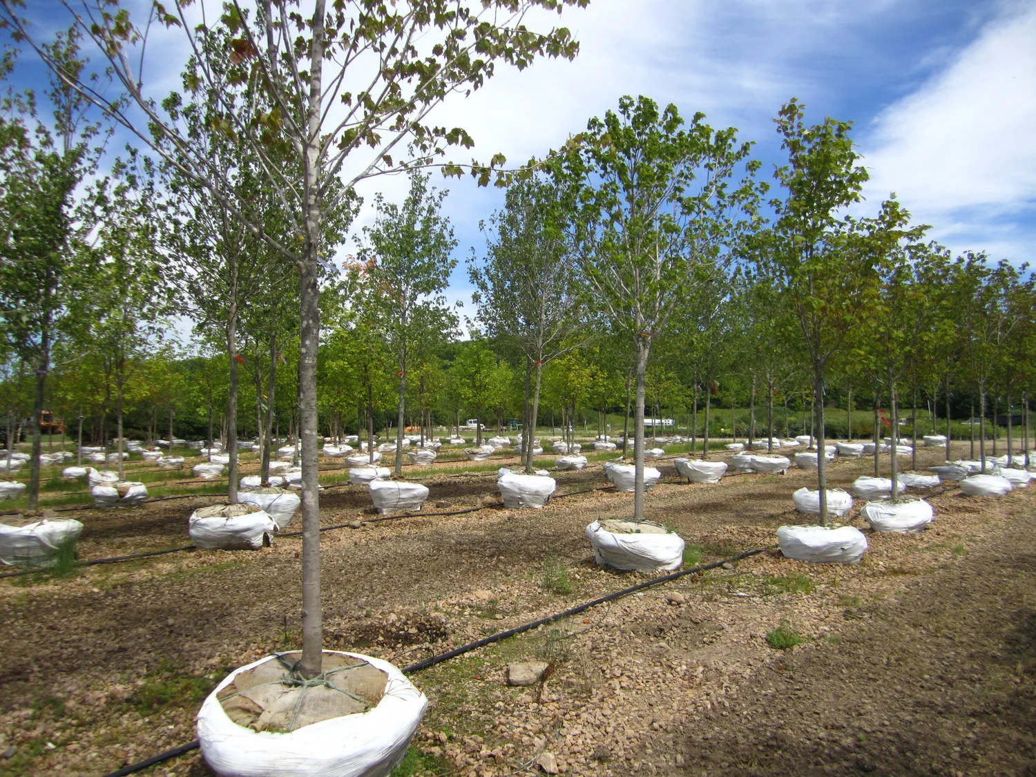 Wholesale Nursery — Minnesota Valley Garden Center
