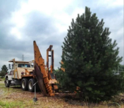 Tree Spading — Minnesota Valley Garden Center