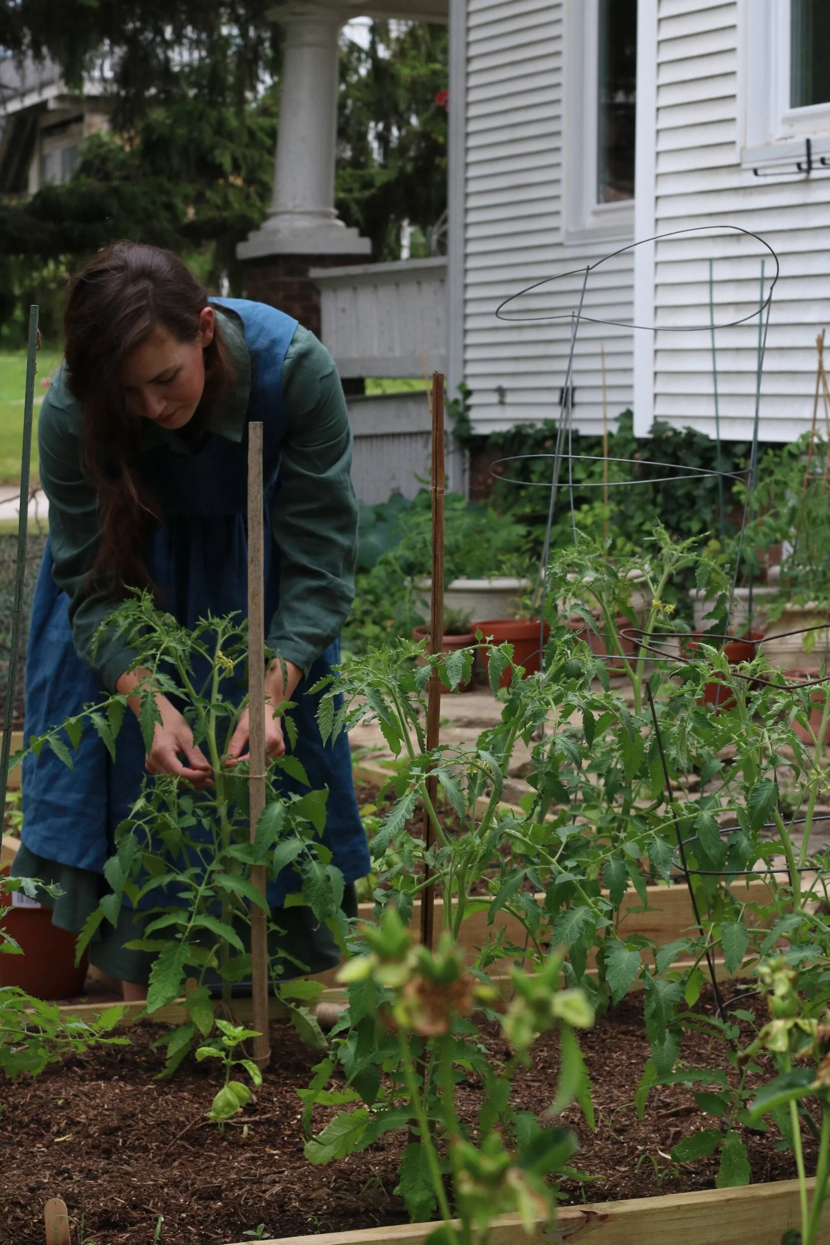 Trellising & Training Tomatoes — Under A Tin Roof™