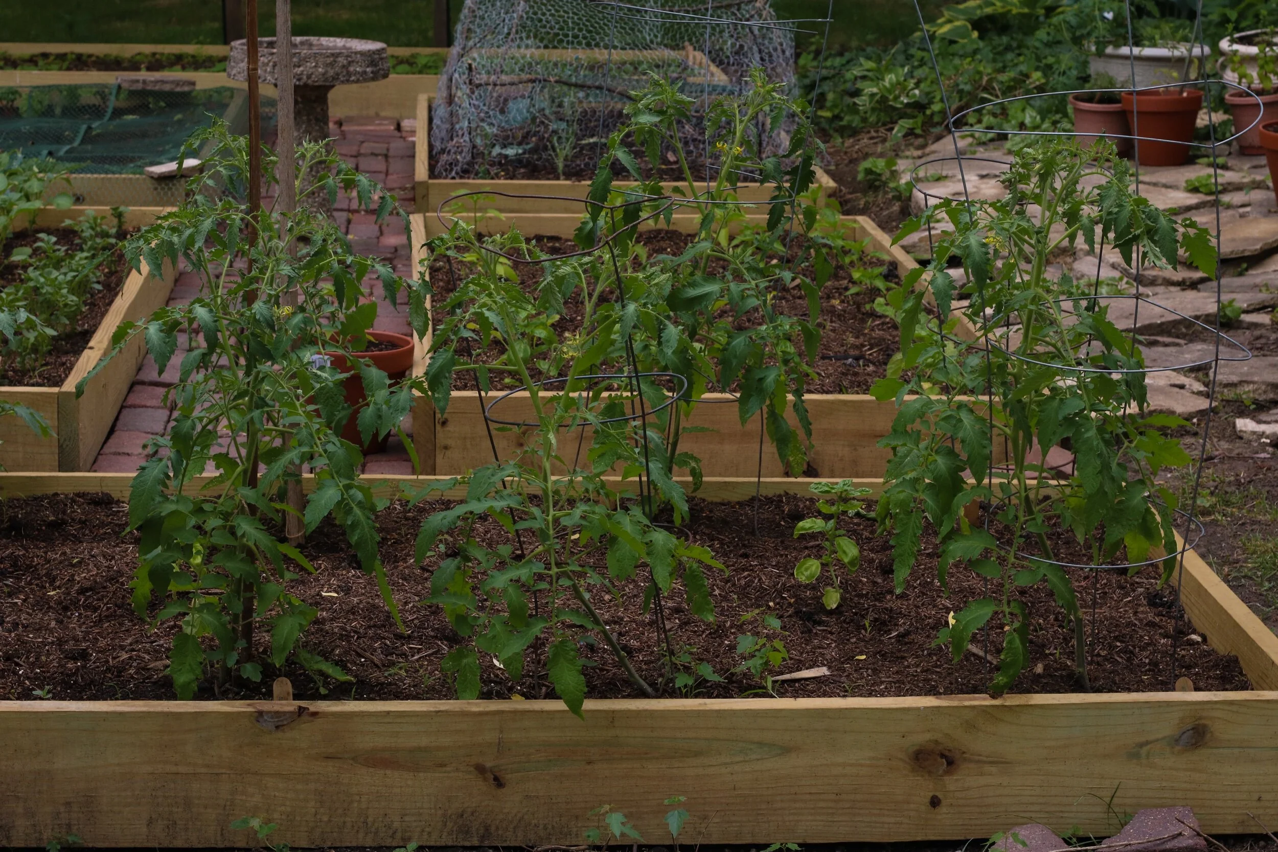 Trellising & Training Tomatoes — Under A Tin Roof™