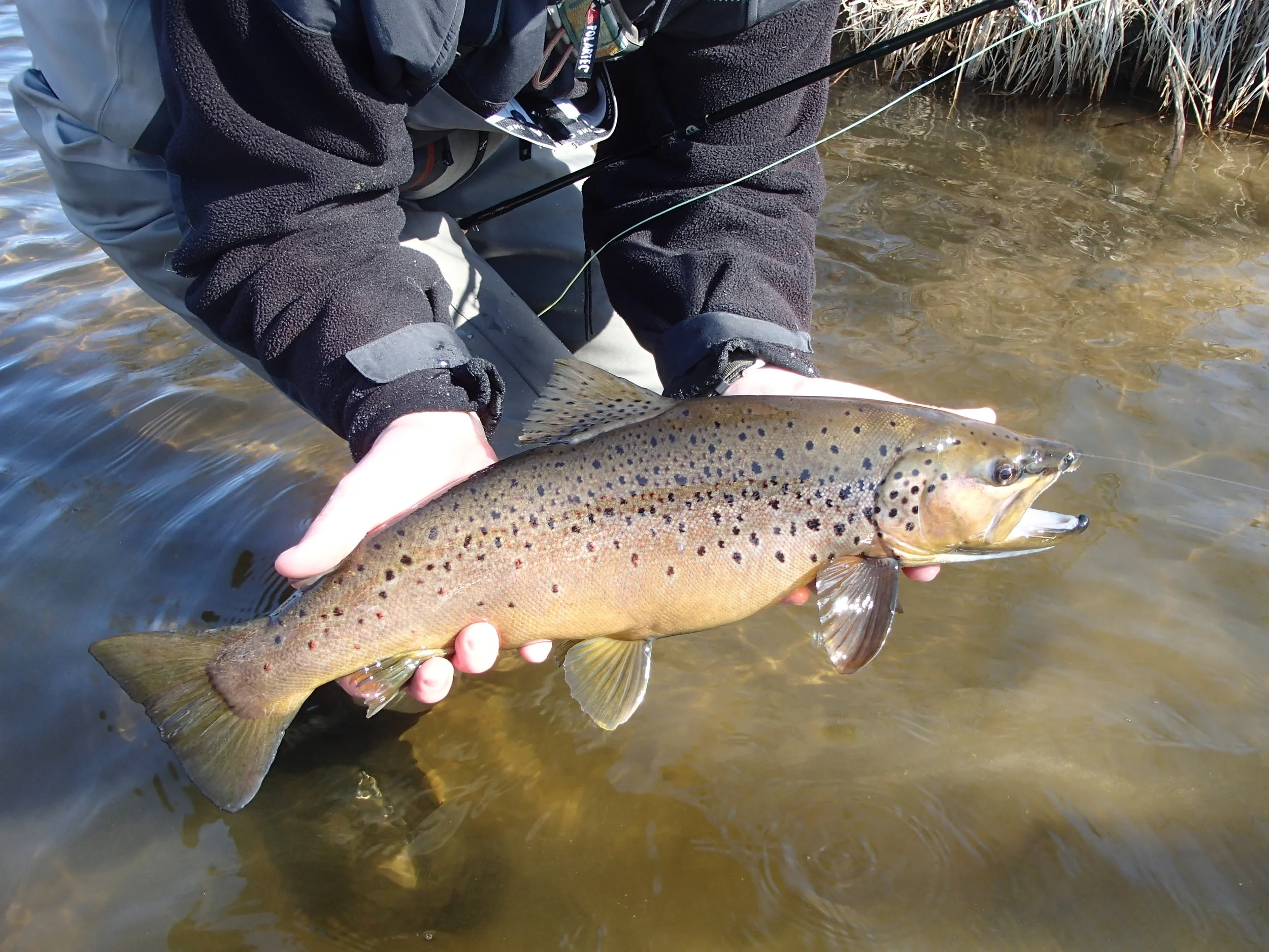 Connecticut River — Top Notch Fly Fishing LLC