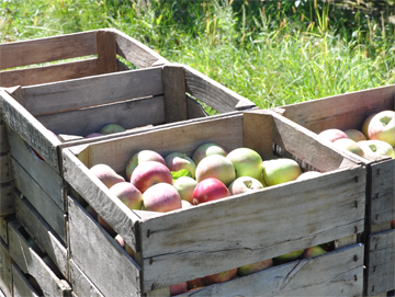 Plan a Visit — Brightonwoods Orchard