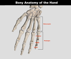 Pulley Injuries Explained (Part 1) — Grassroots Physical Therapy