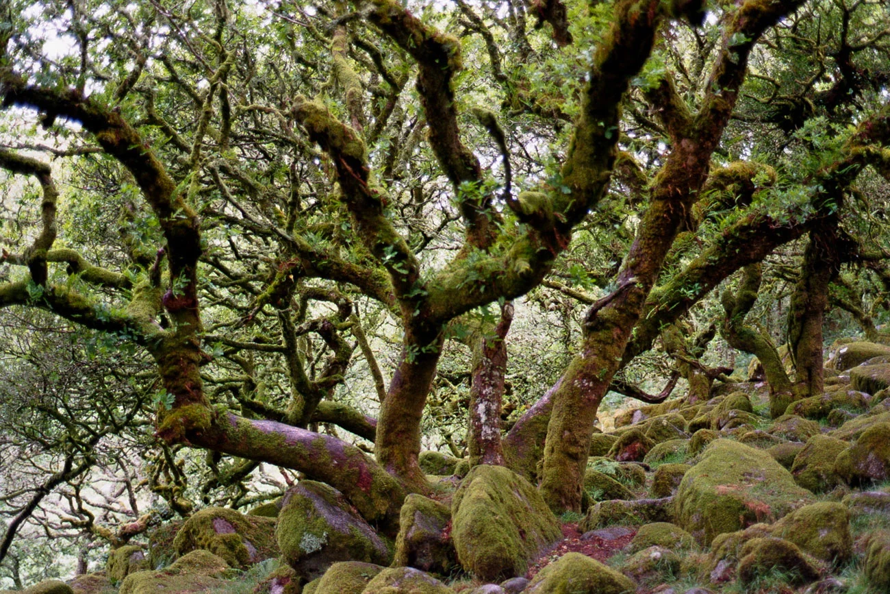 Wistman's Wood, Dartmoor — alice connew