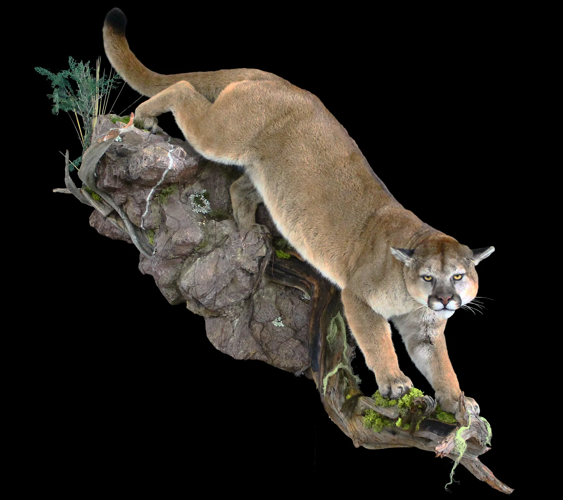 Albino Mountain Lion