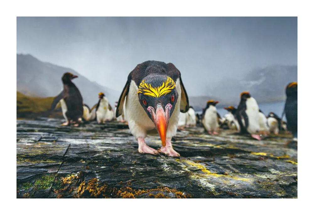 Macaroni Penguin Pictures